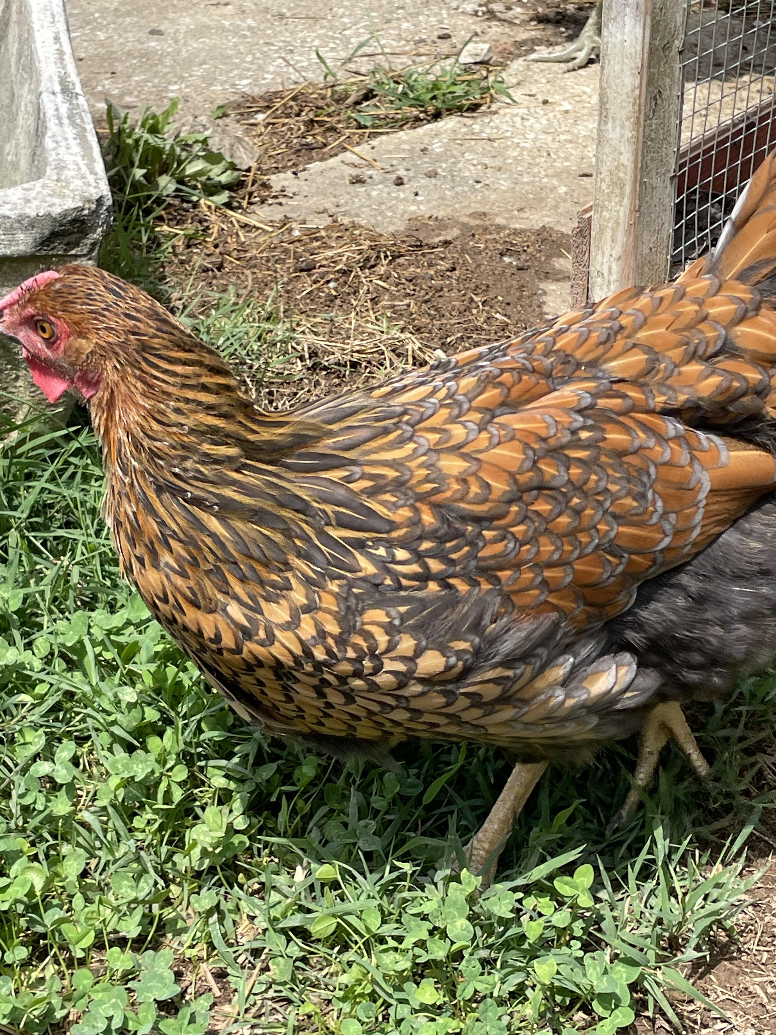 Any Idea What Breed? | Scrolller