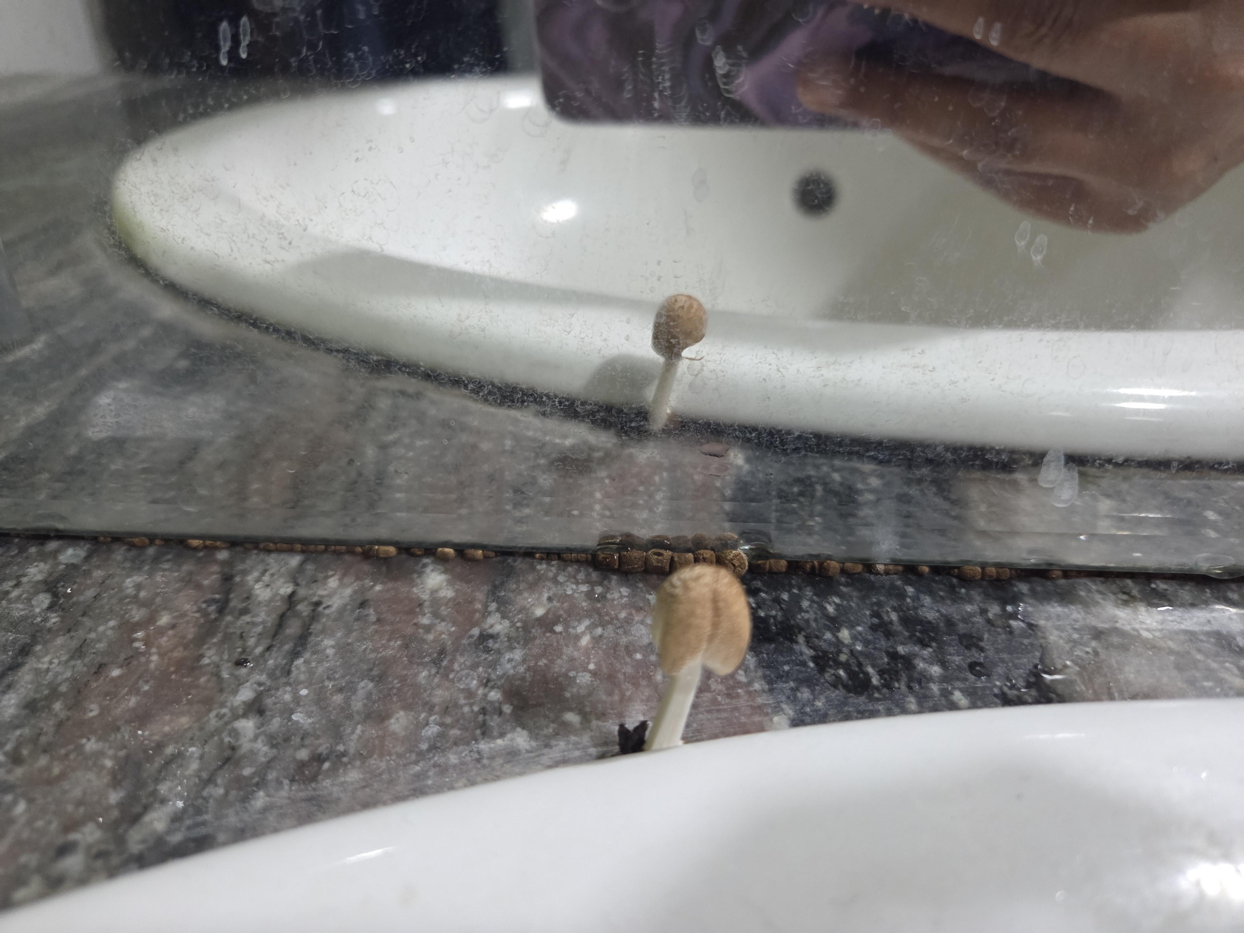 What's this growing in my sink? | Scrolller