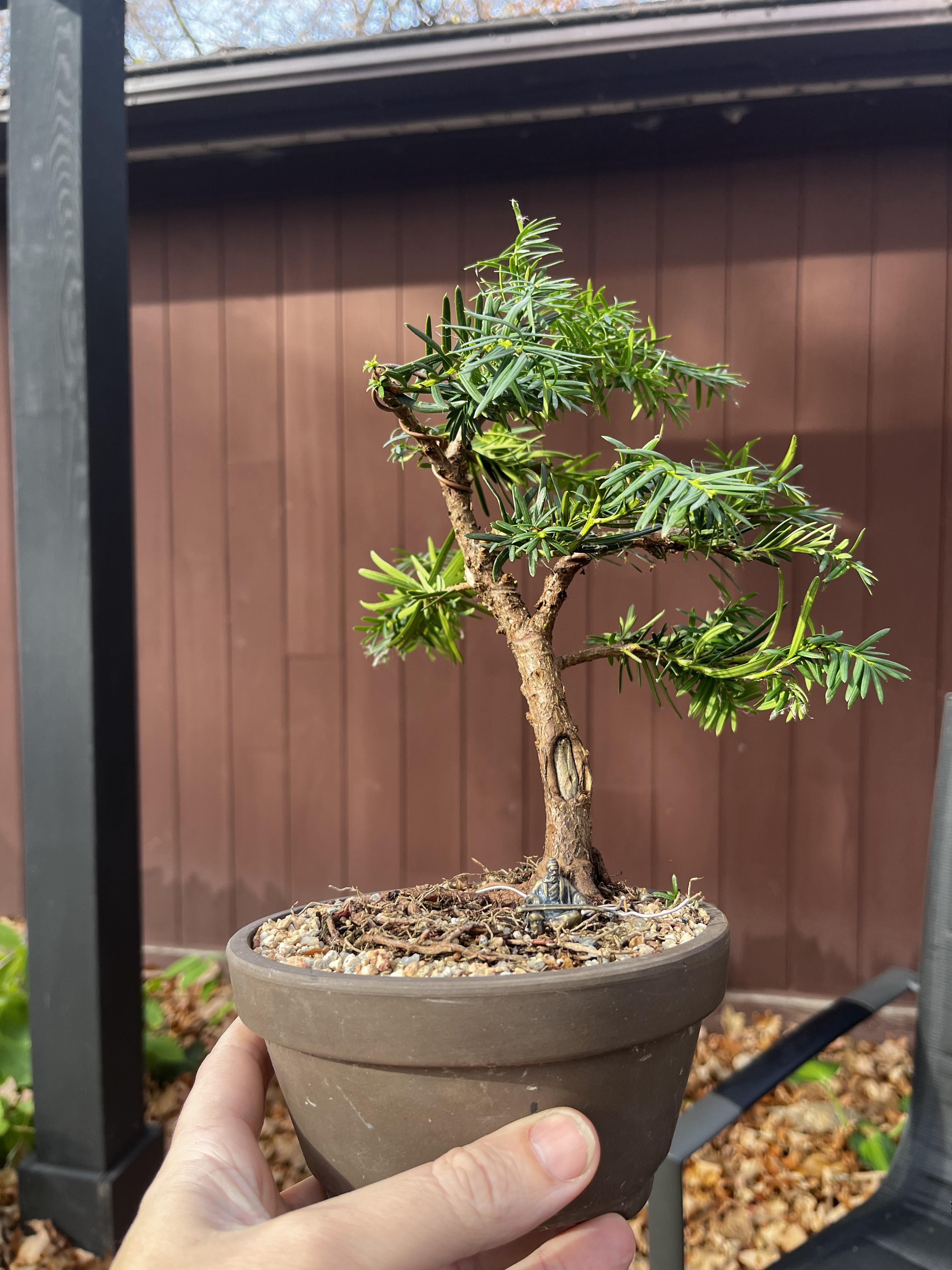 Common Yew: Six Month Progression | Scrolller