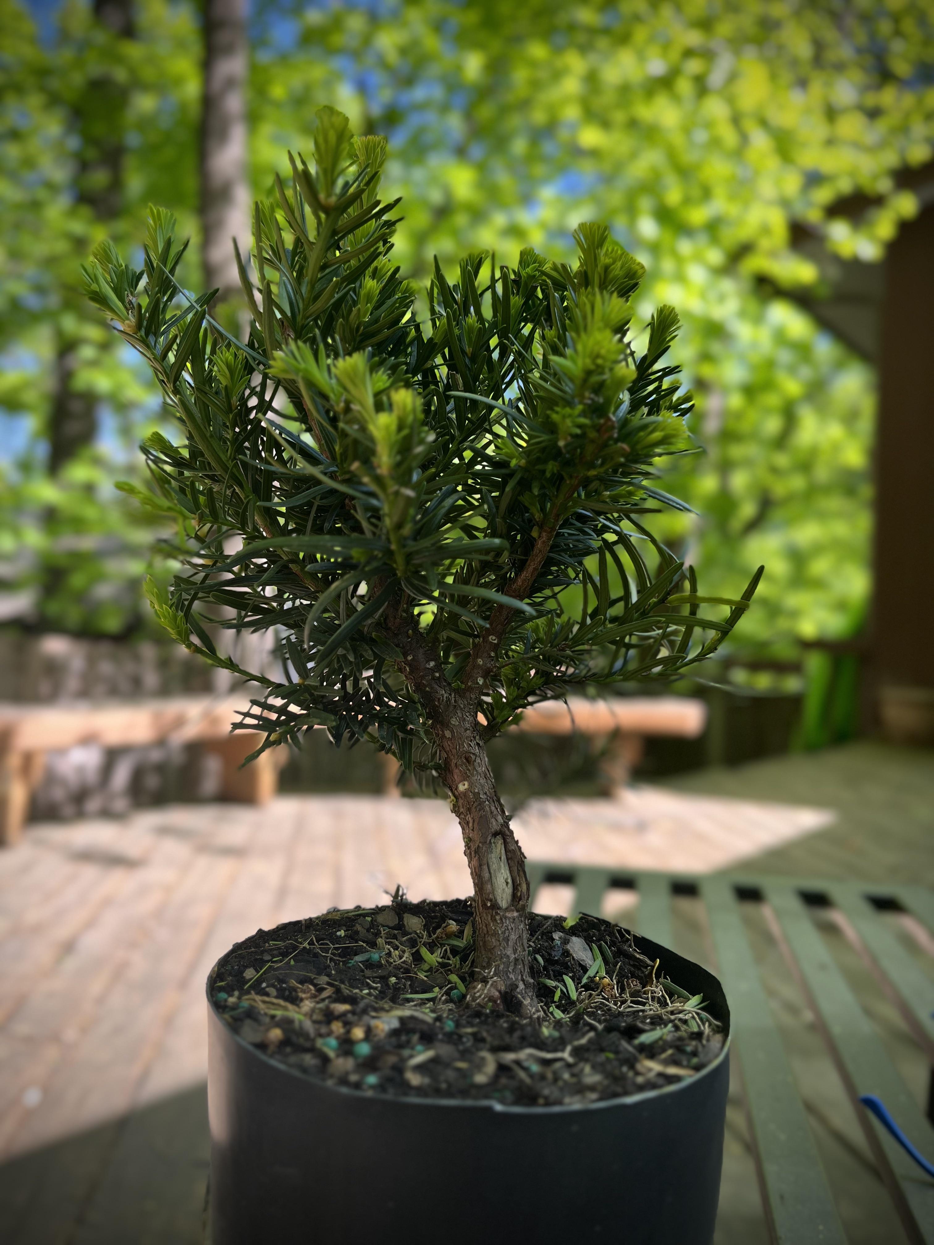 Common Yew: Six Month Progression | Scrolller