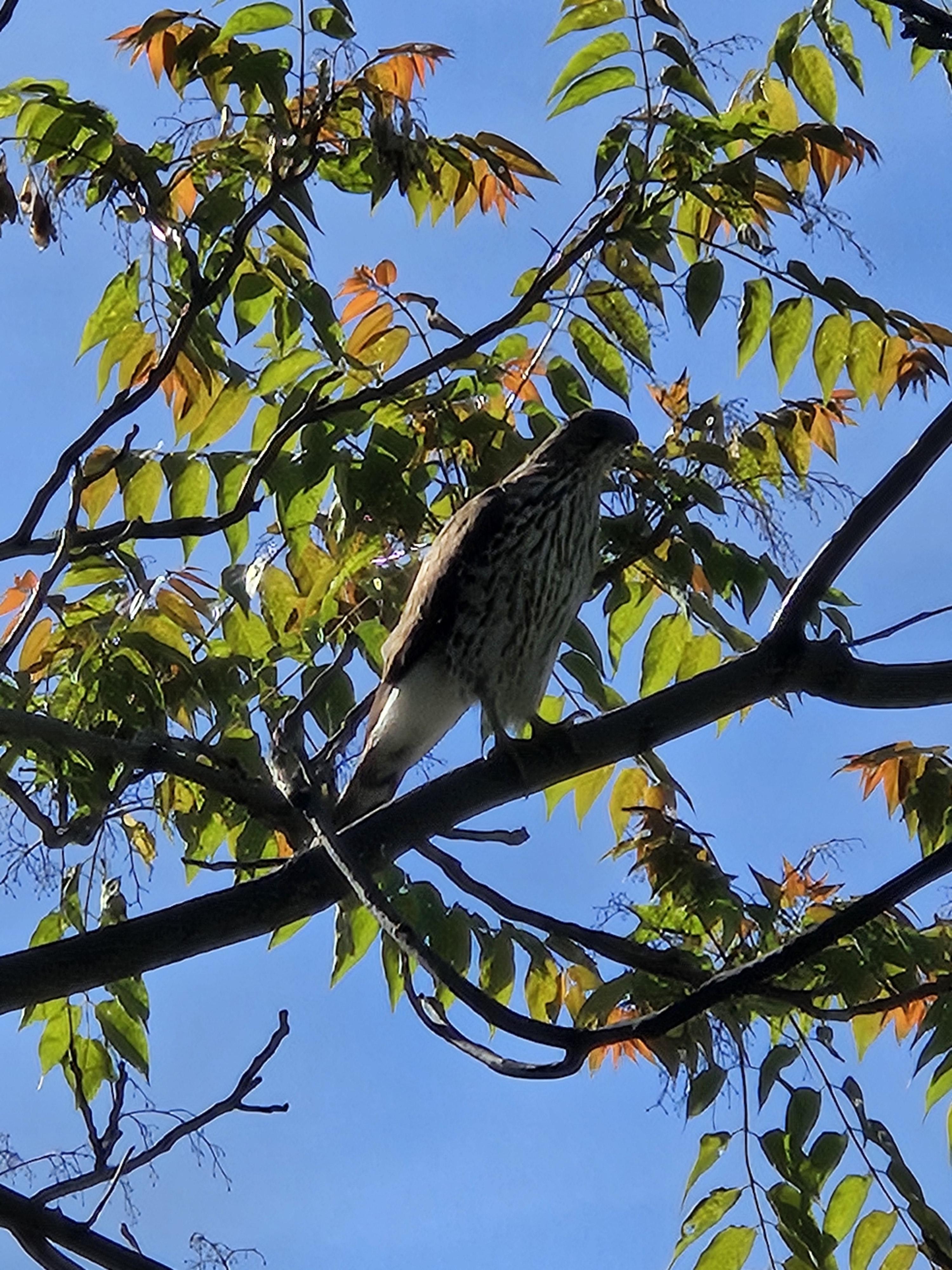 Cooper's hawk? | Scrolller