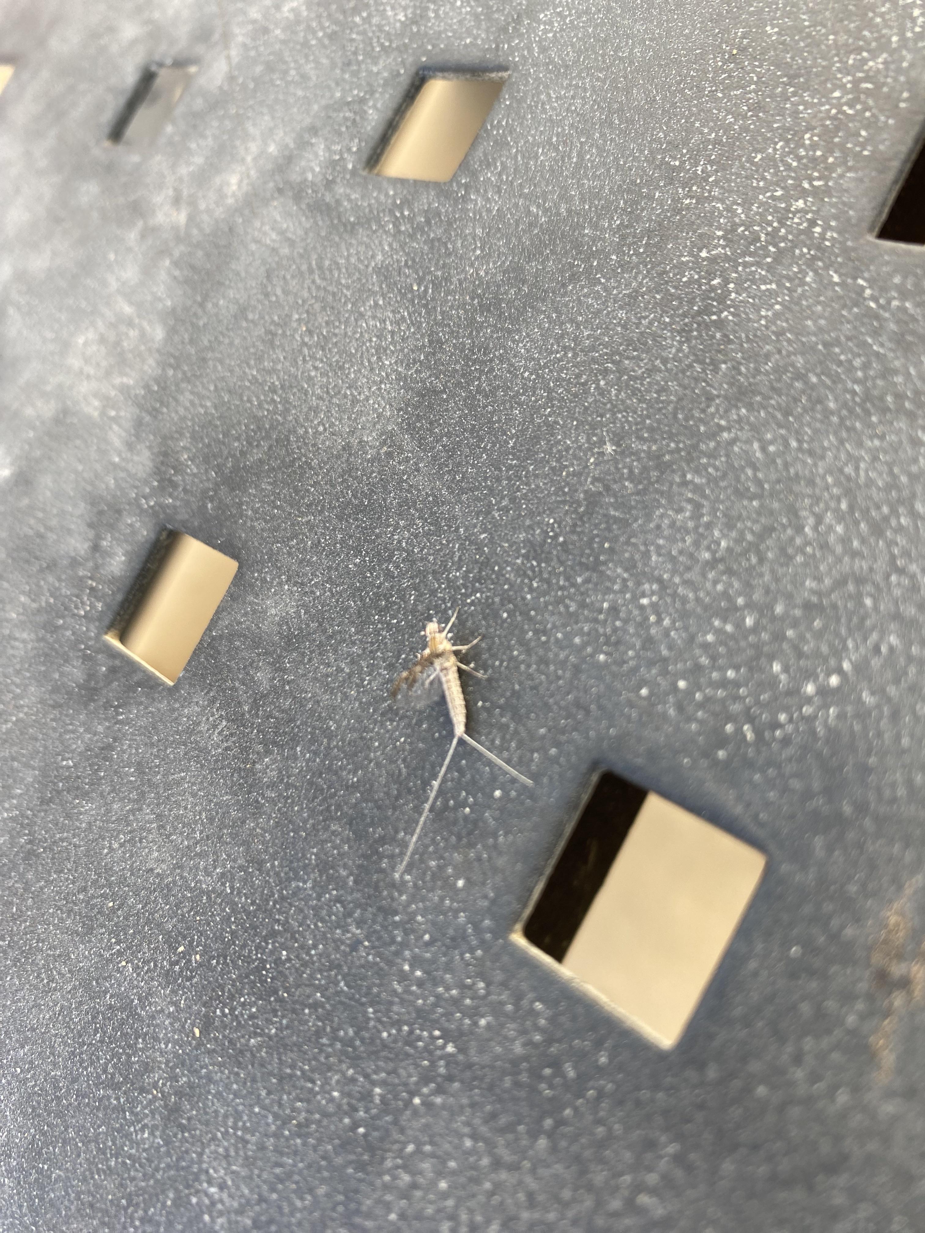 Weird bug | Scrolller