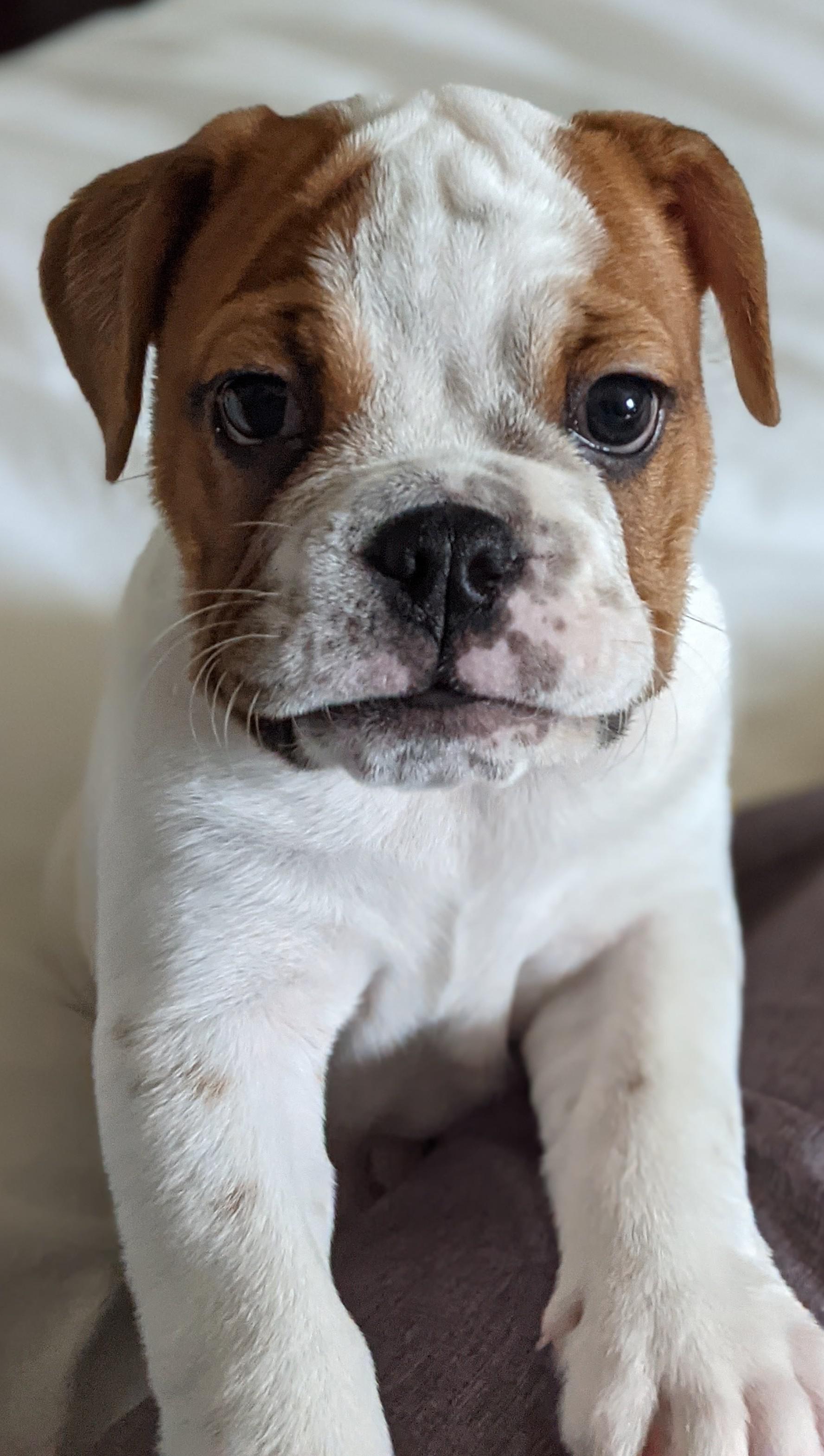 Love this pup! | Scrolller