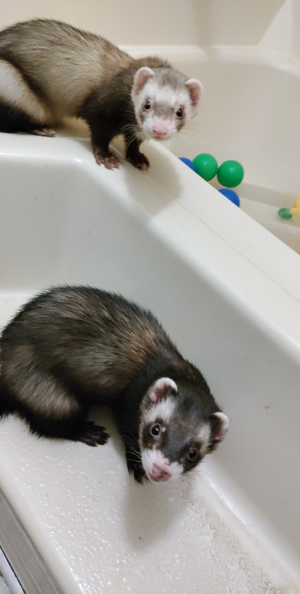 The rarest of ferret photos vs the norm | Scrolller