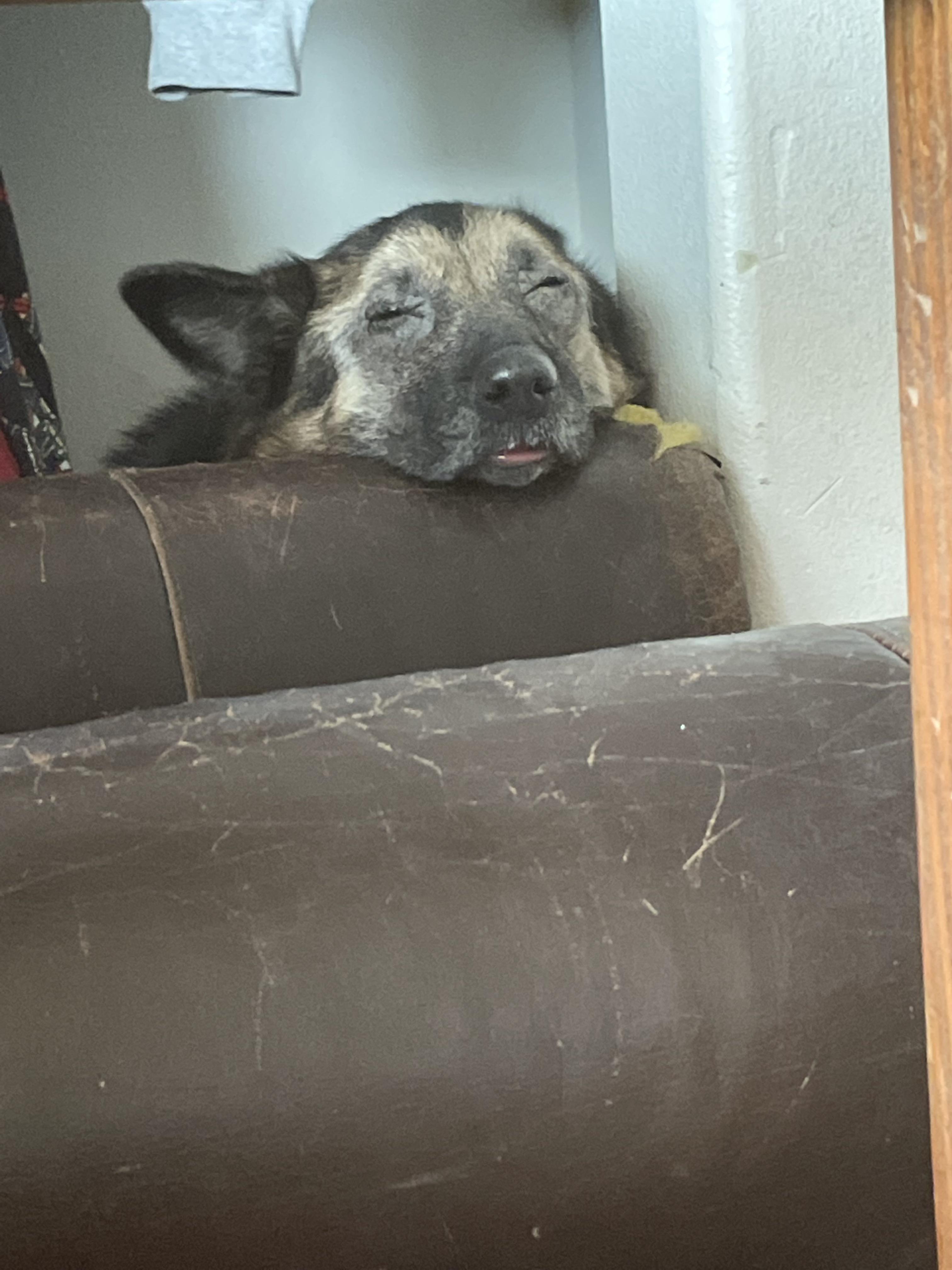 My derpy dog in my closet | Scrolller