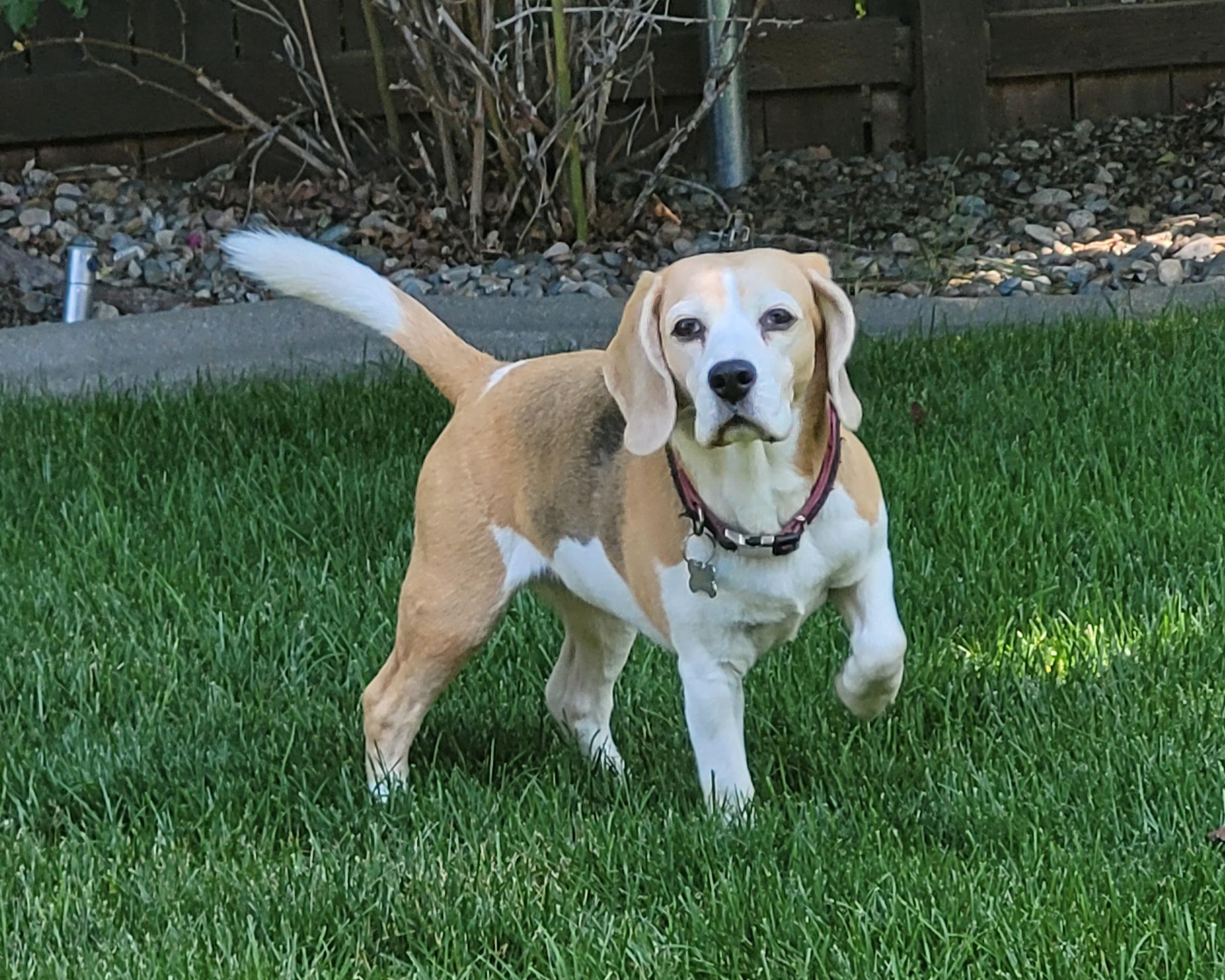 A natural pointer! | Scrolller