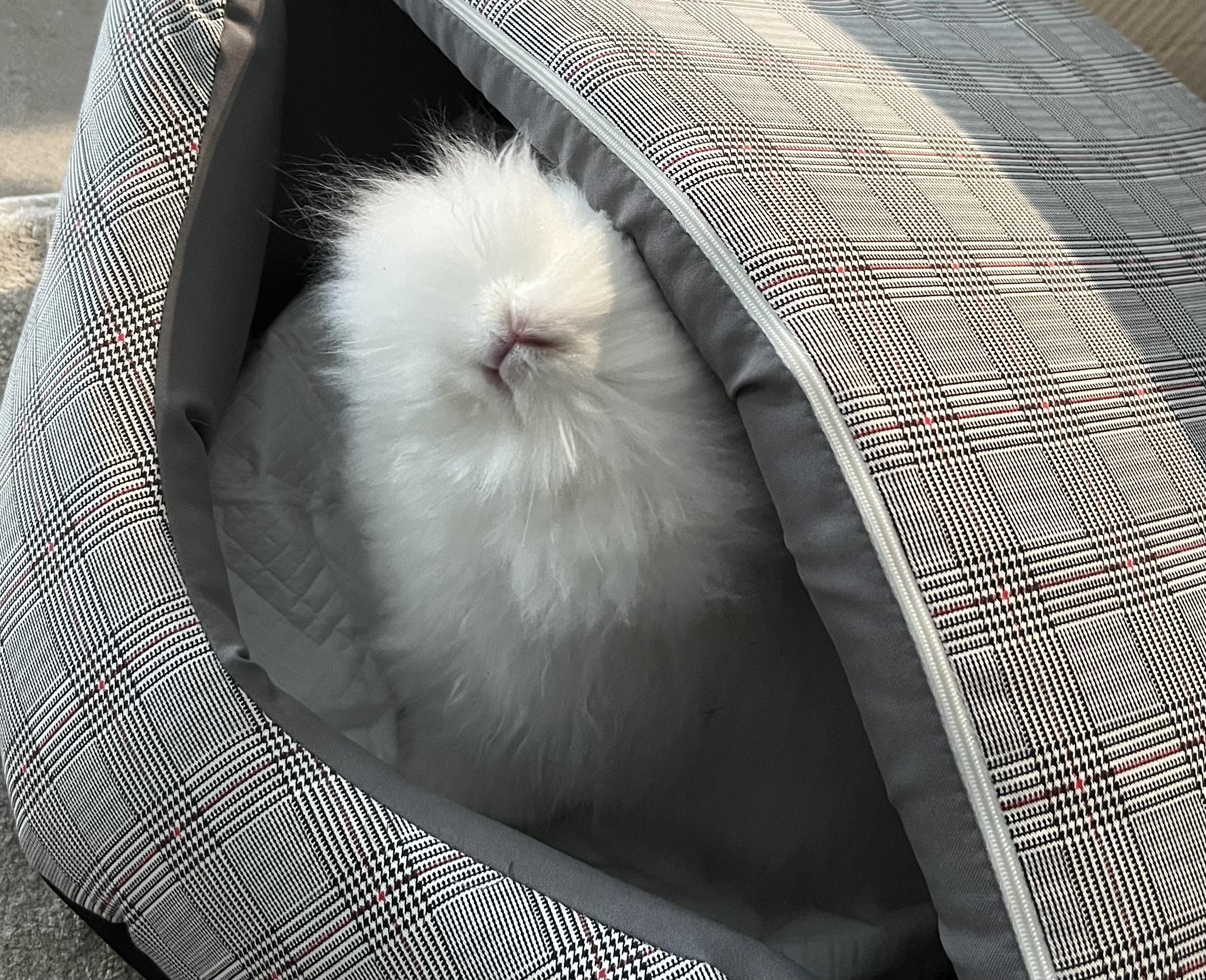 Hi, I’m Victor and you can boop my snoot🥰 | Scrolller