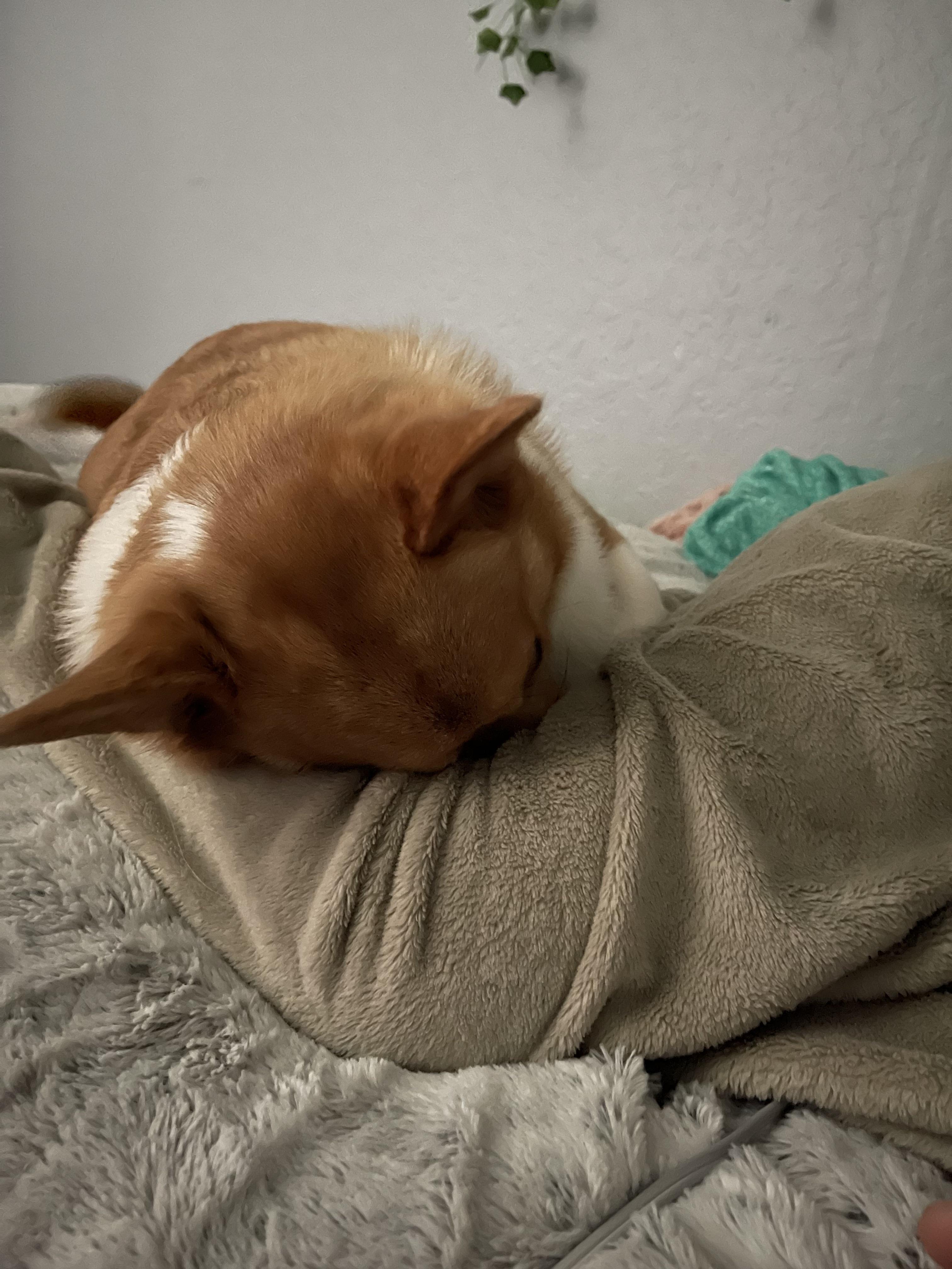 My sweet girl Reyna | Scrolller