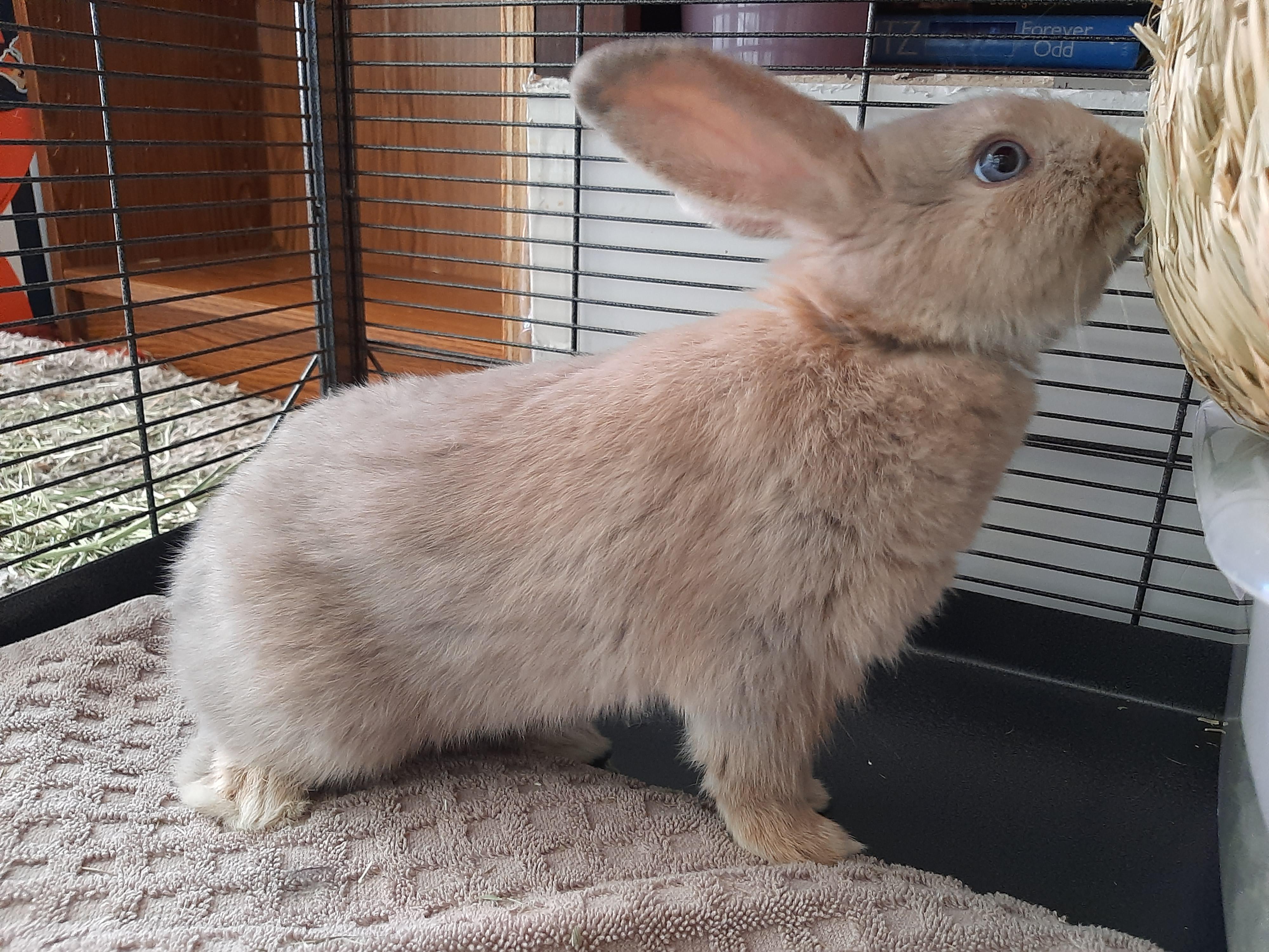 His name is Beau. | Scrolller