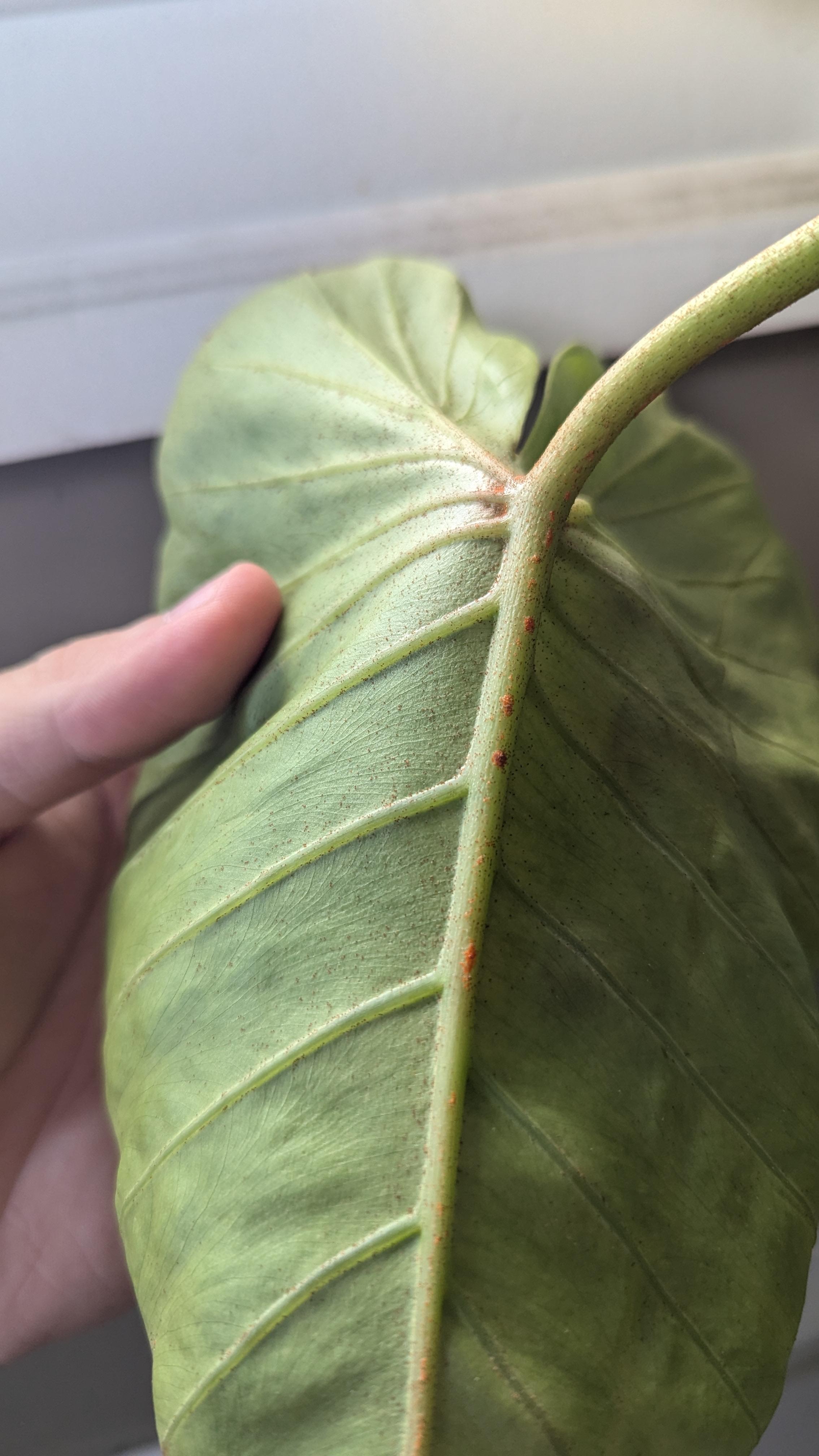 Left on vacation for two weeks - anyone know how to fix? | Scrolller