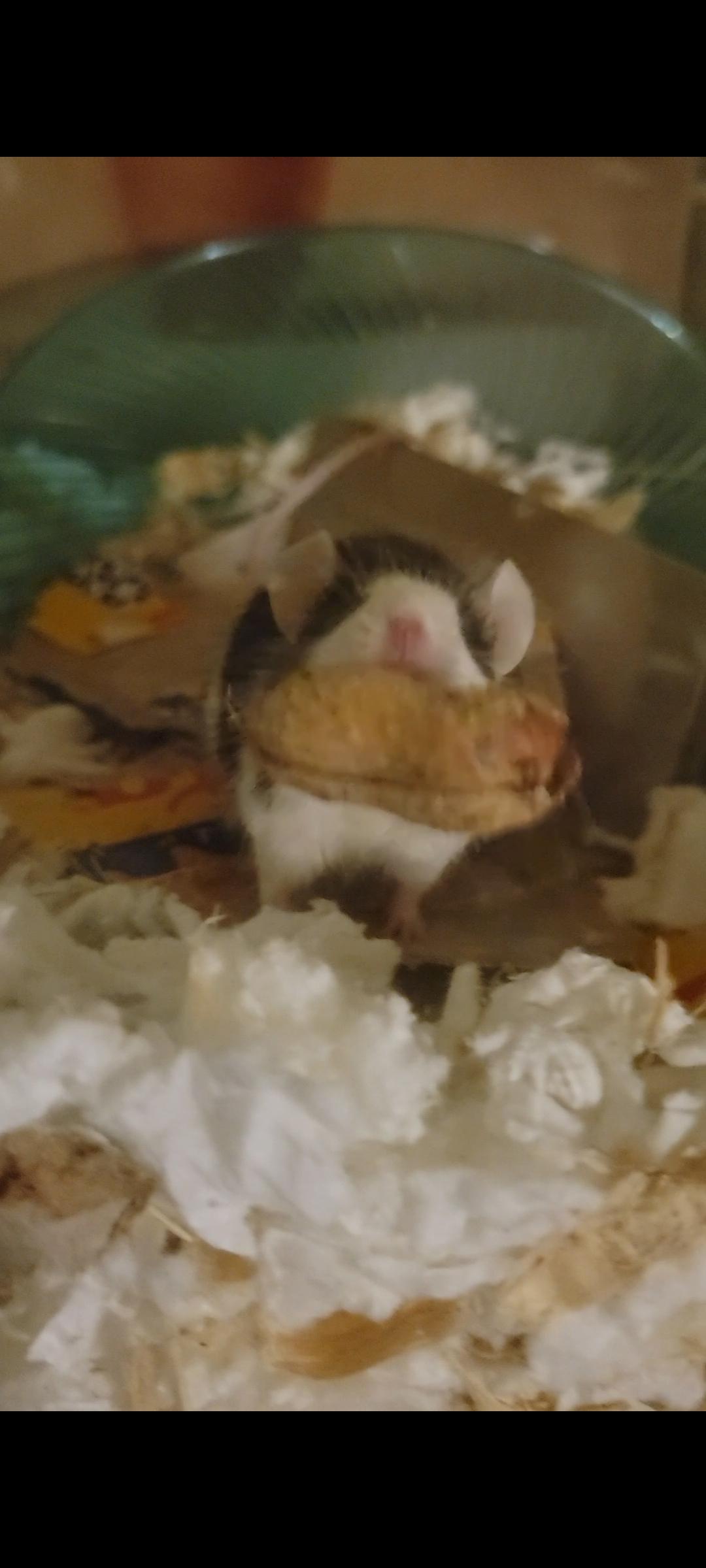 Ceasar and his peanut | Scrolller