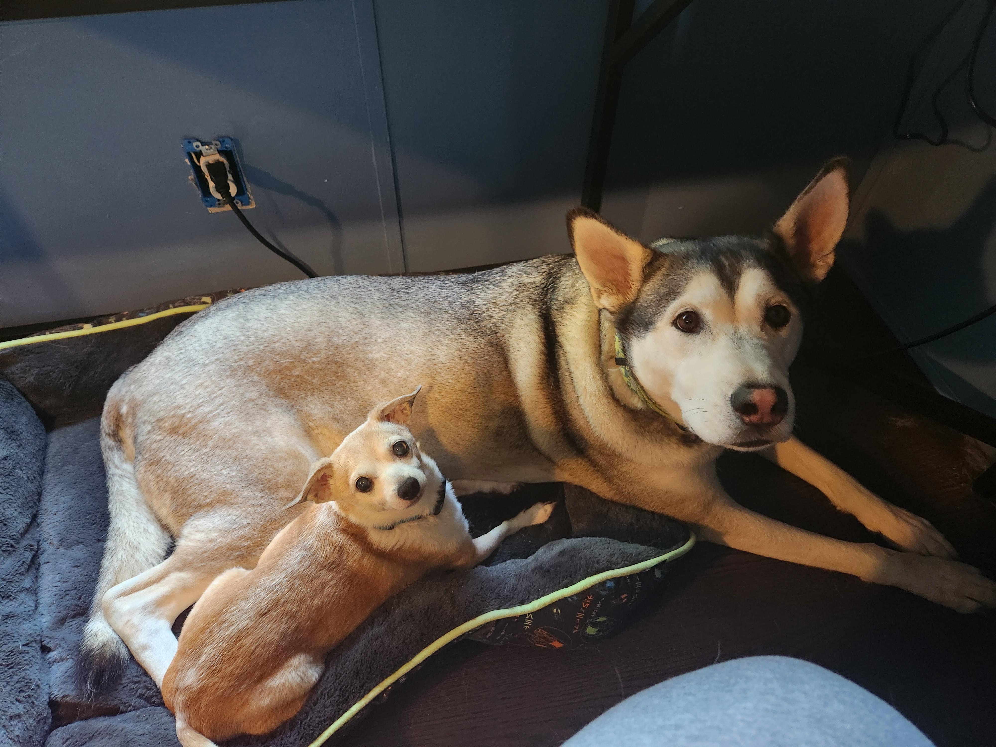 Mike(Chi) decided to share the bed with his brother, Doug. | Scrolller