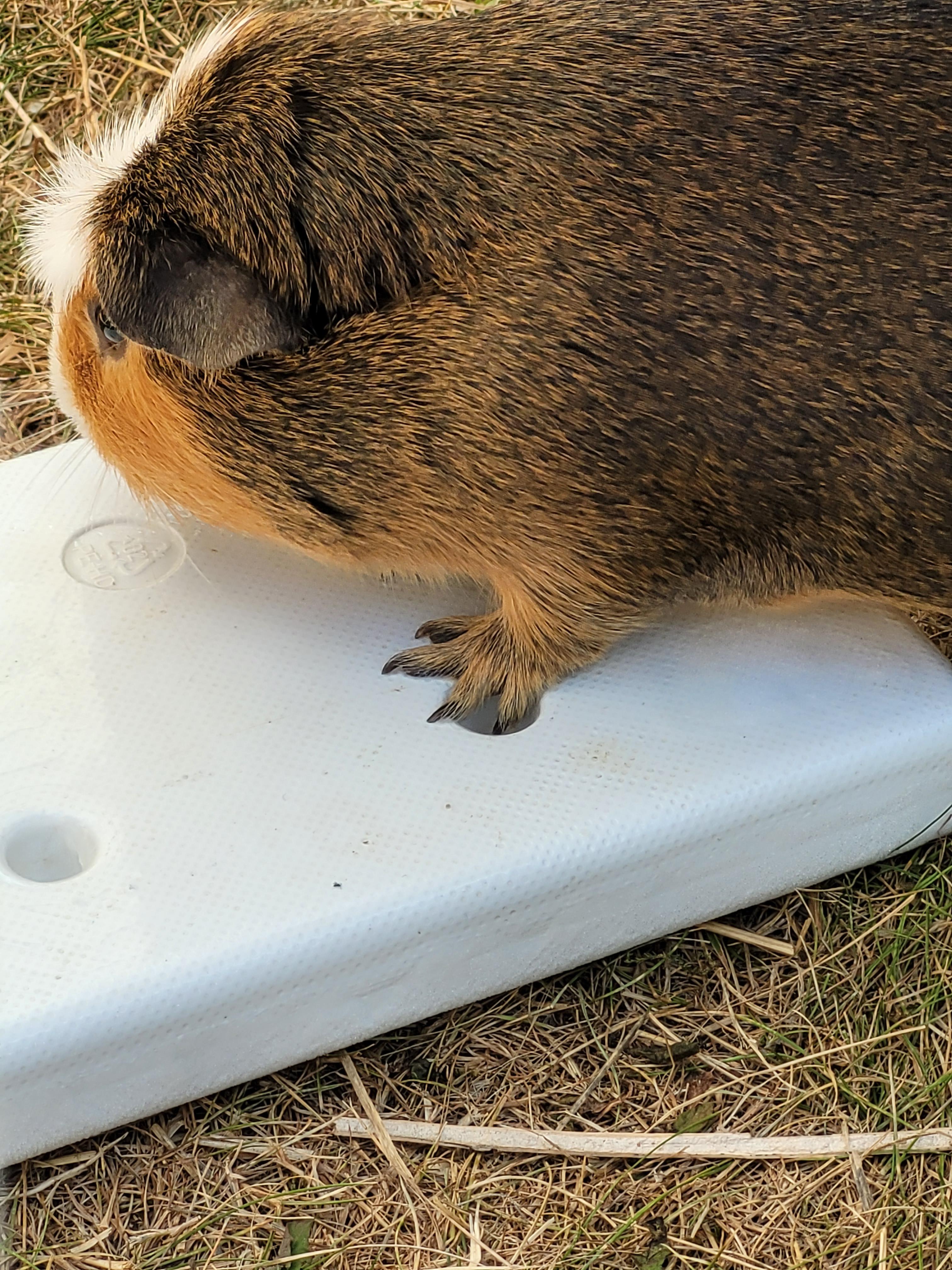 Pigs enjoying an ice pack on a hot day | Scrolller