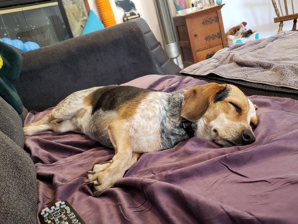 Holly the beagle, Napper Extraordinaire | Scrolller