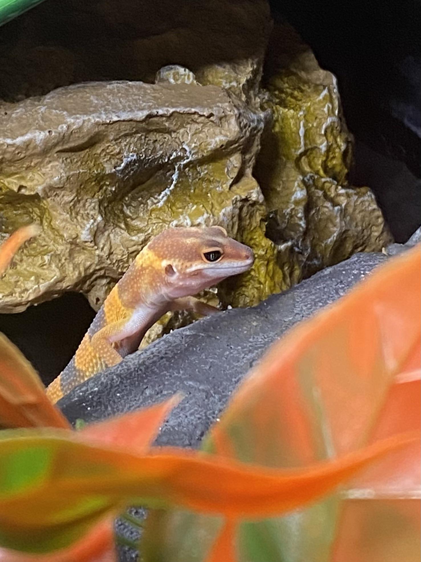 New gecko + DIY enclosure | Scrolller