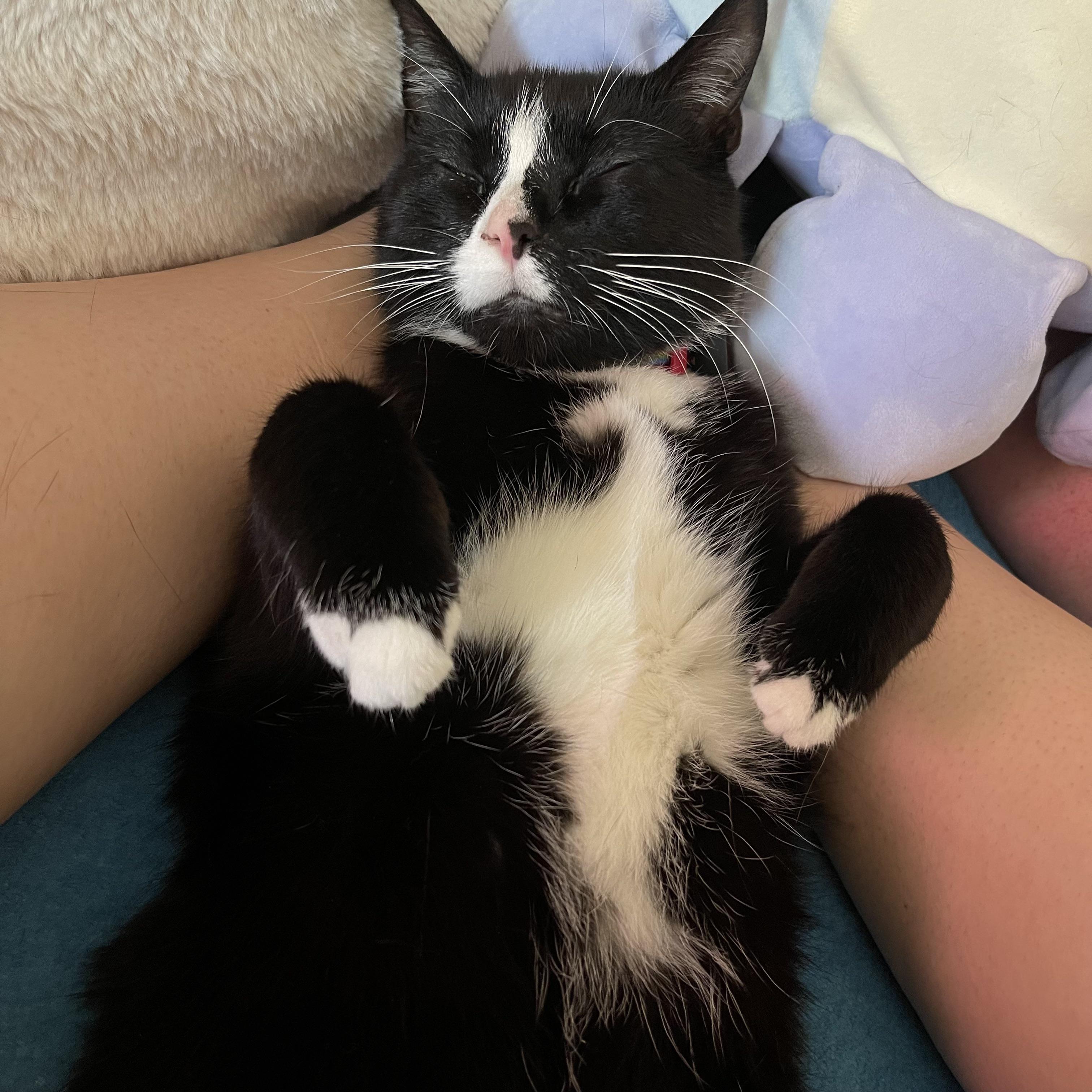 Sleepy Binx | Scrolller