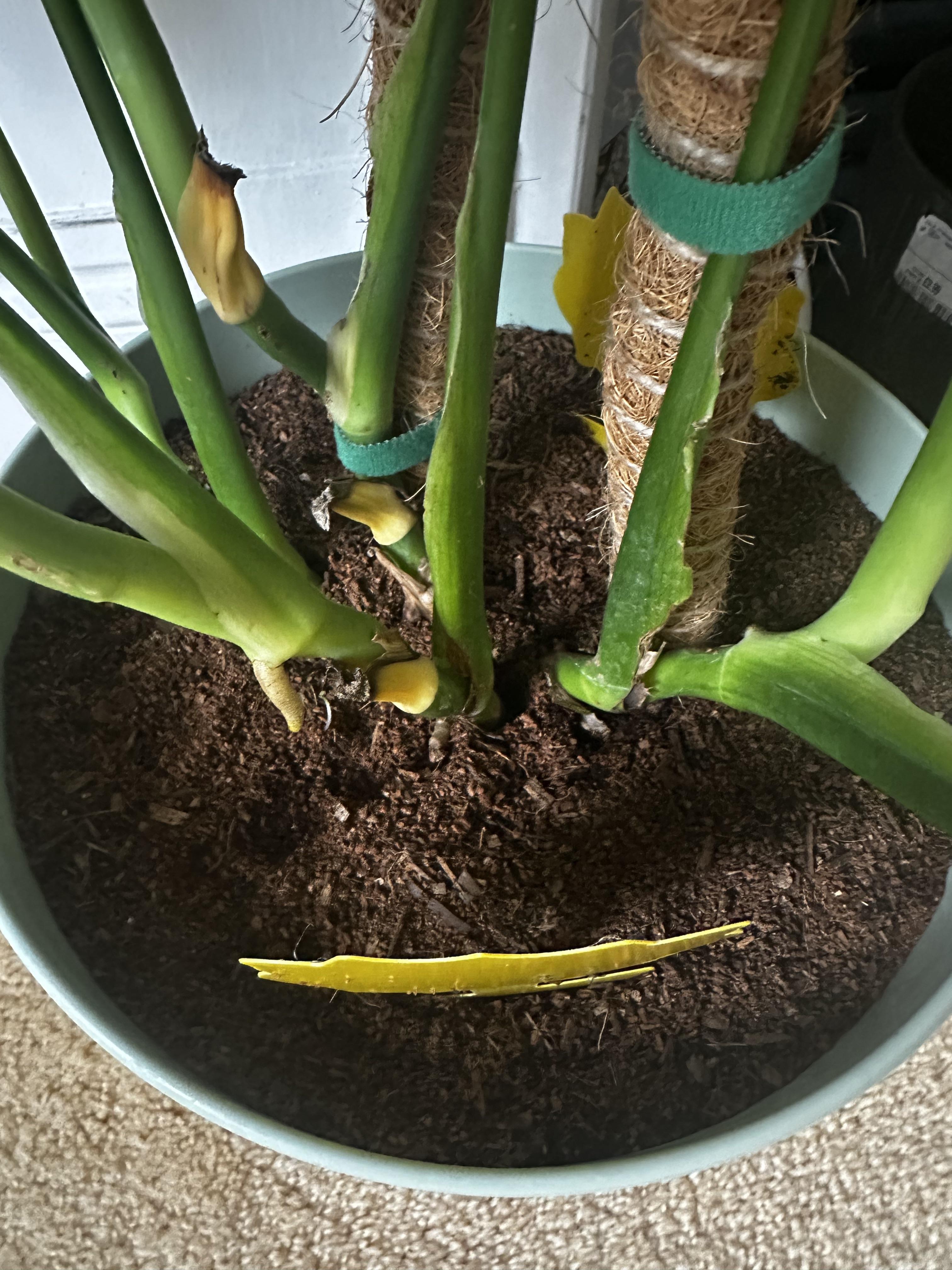 Multiple plants? | Scrolller