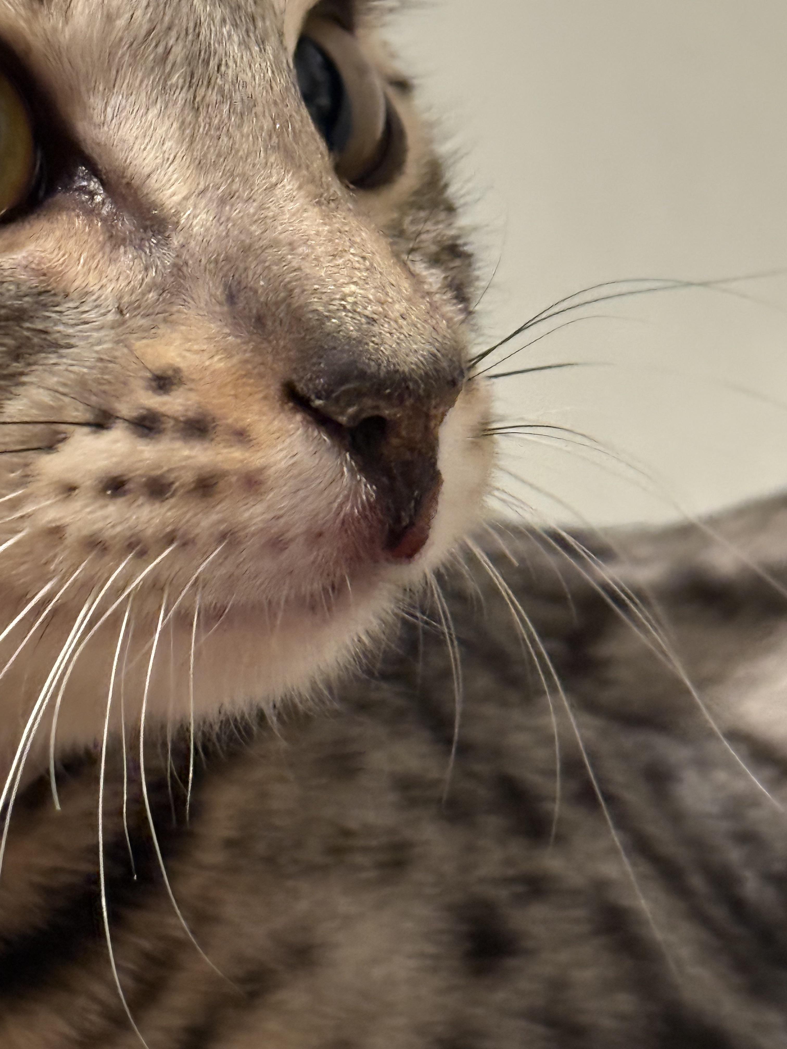 Dry nose & blood? | Scrolller