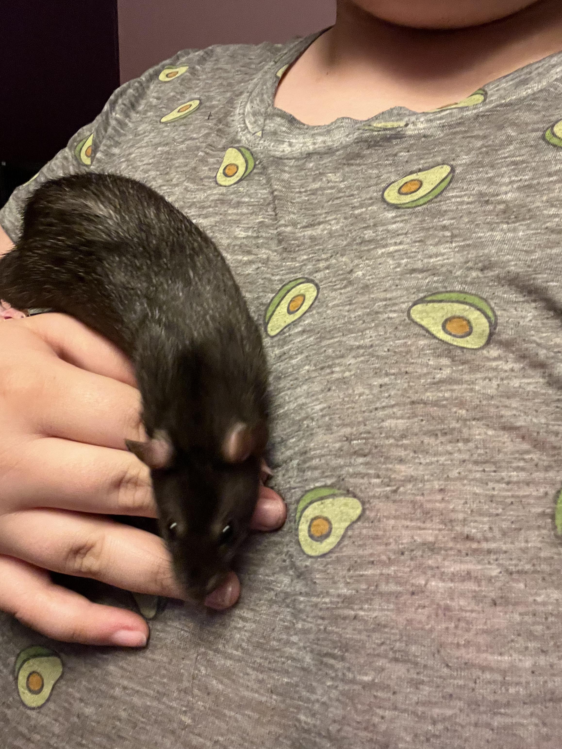 Meet Crow and Drake! | Scrolller