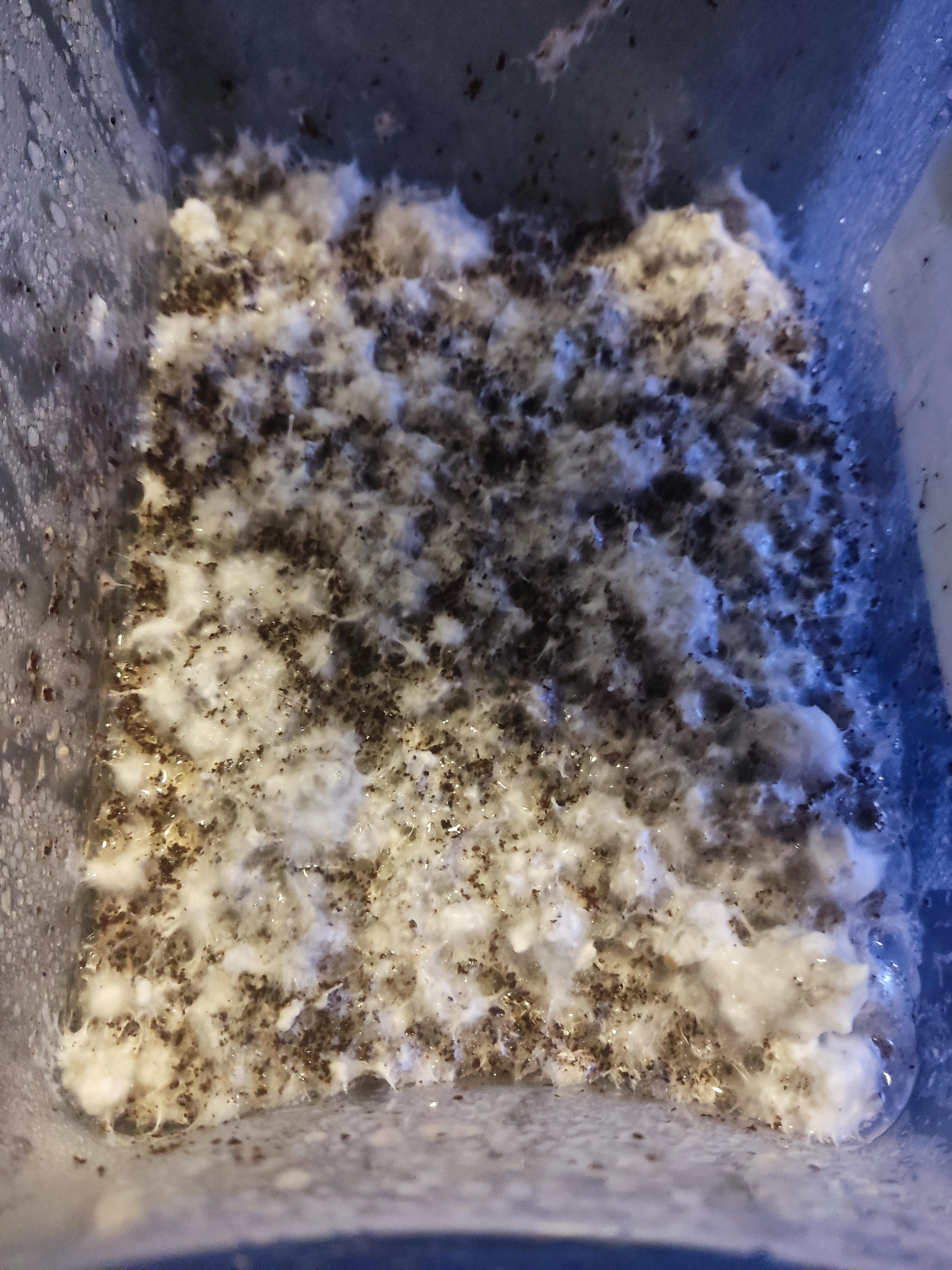 How IT Looks ? Gandalf Strain | Scrolller