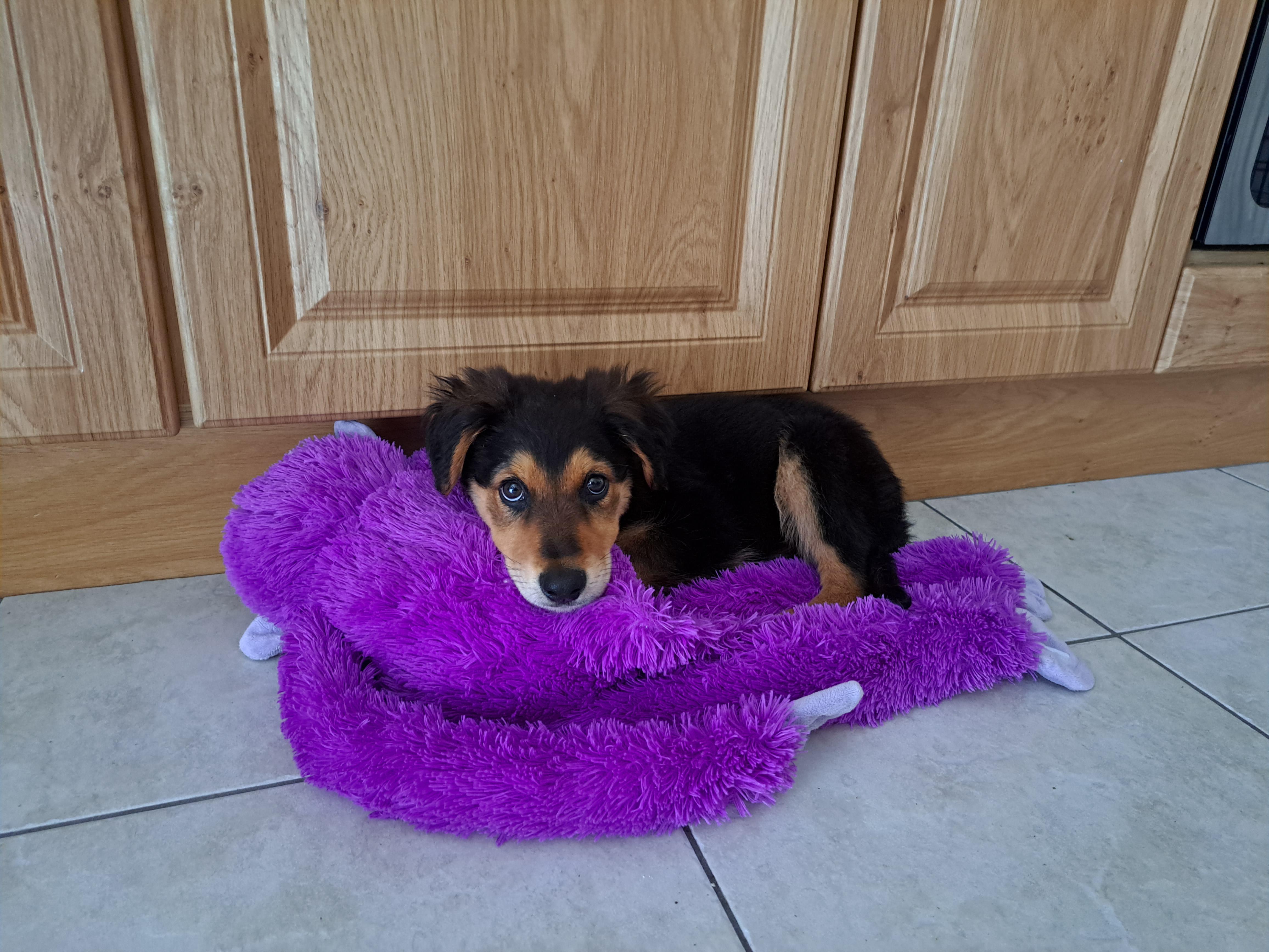 Ralph absolutely loves his Monkey [OC] | Scrolller