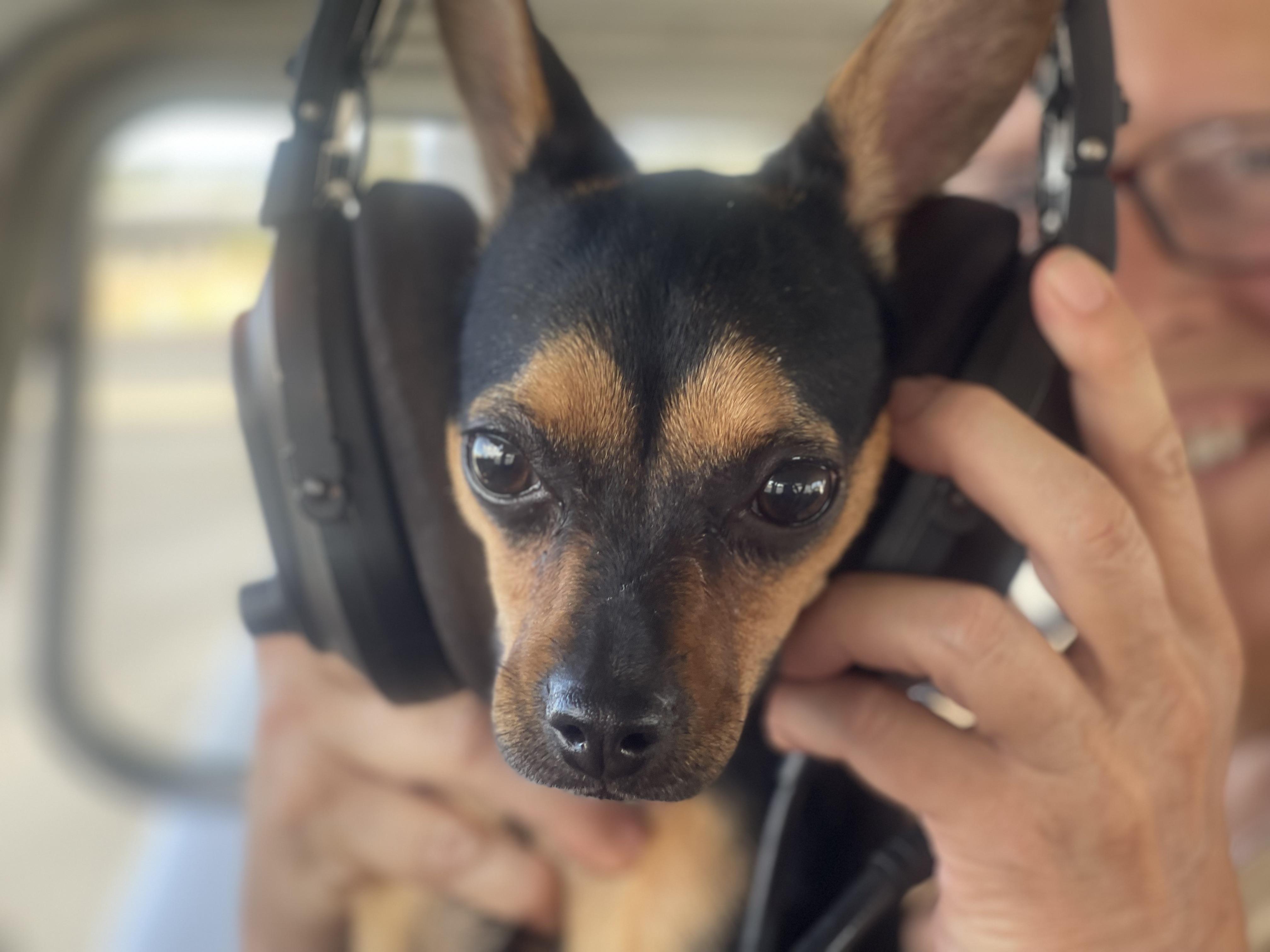 Newest rescue pup flew from the shelter to her foster | Scrolller