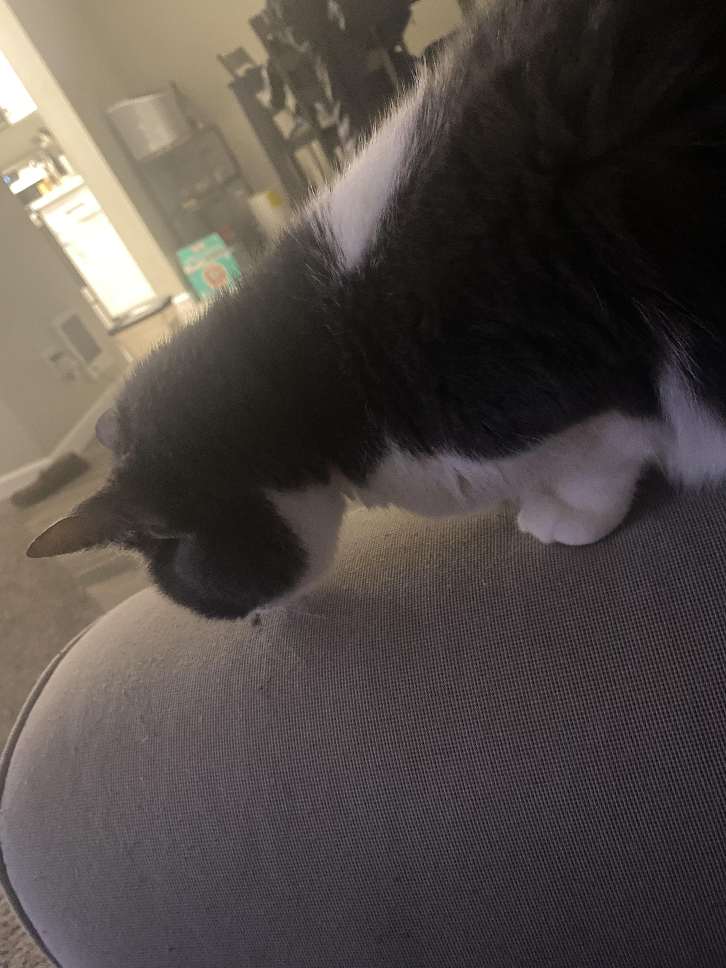 [OC] Some cuties I’ve ran into lately | Scrolller