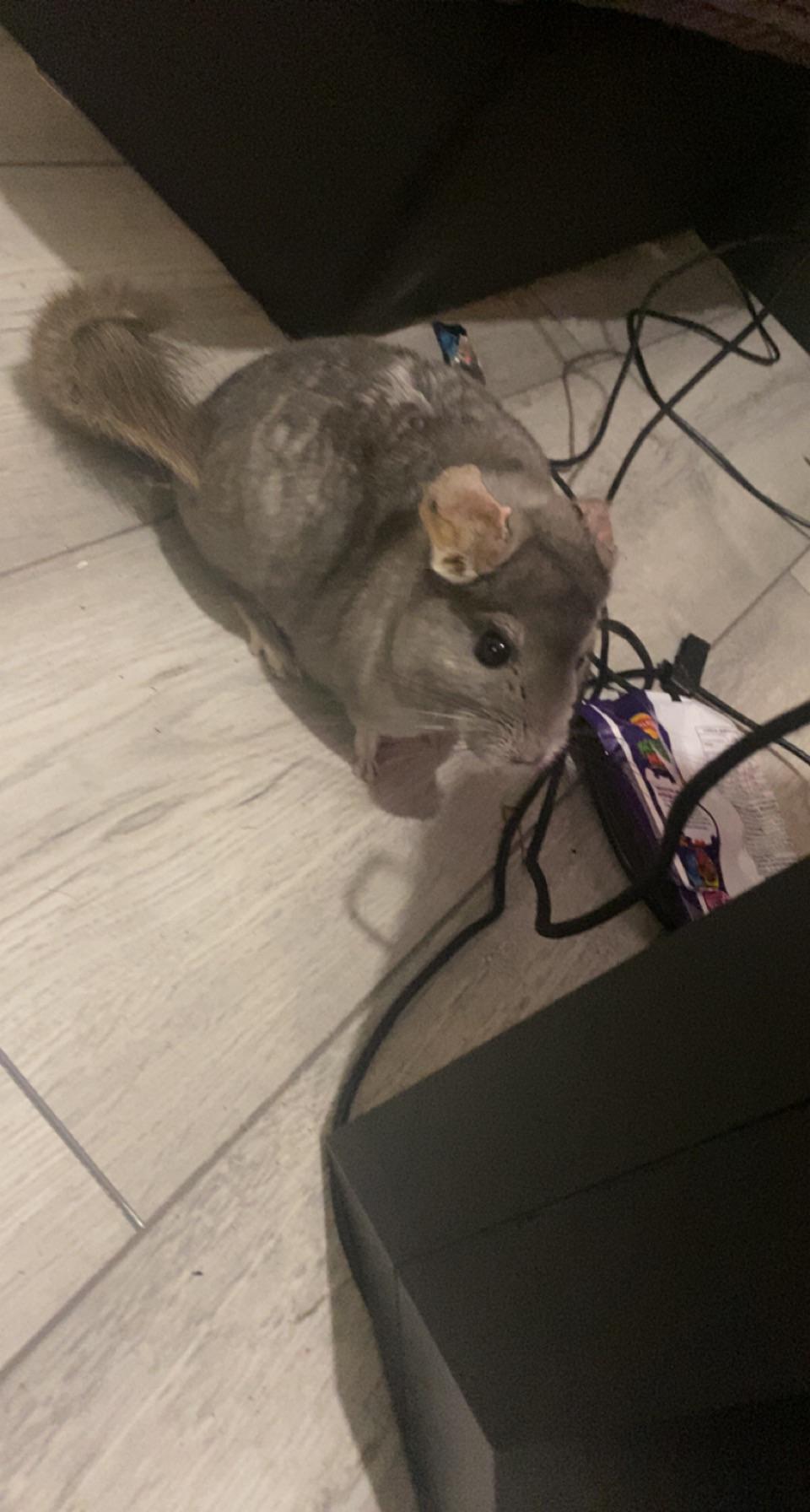 Chinchilla Ears | Scrolller