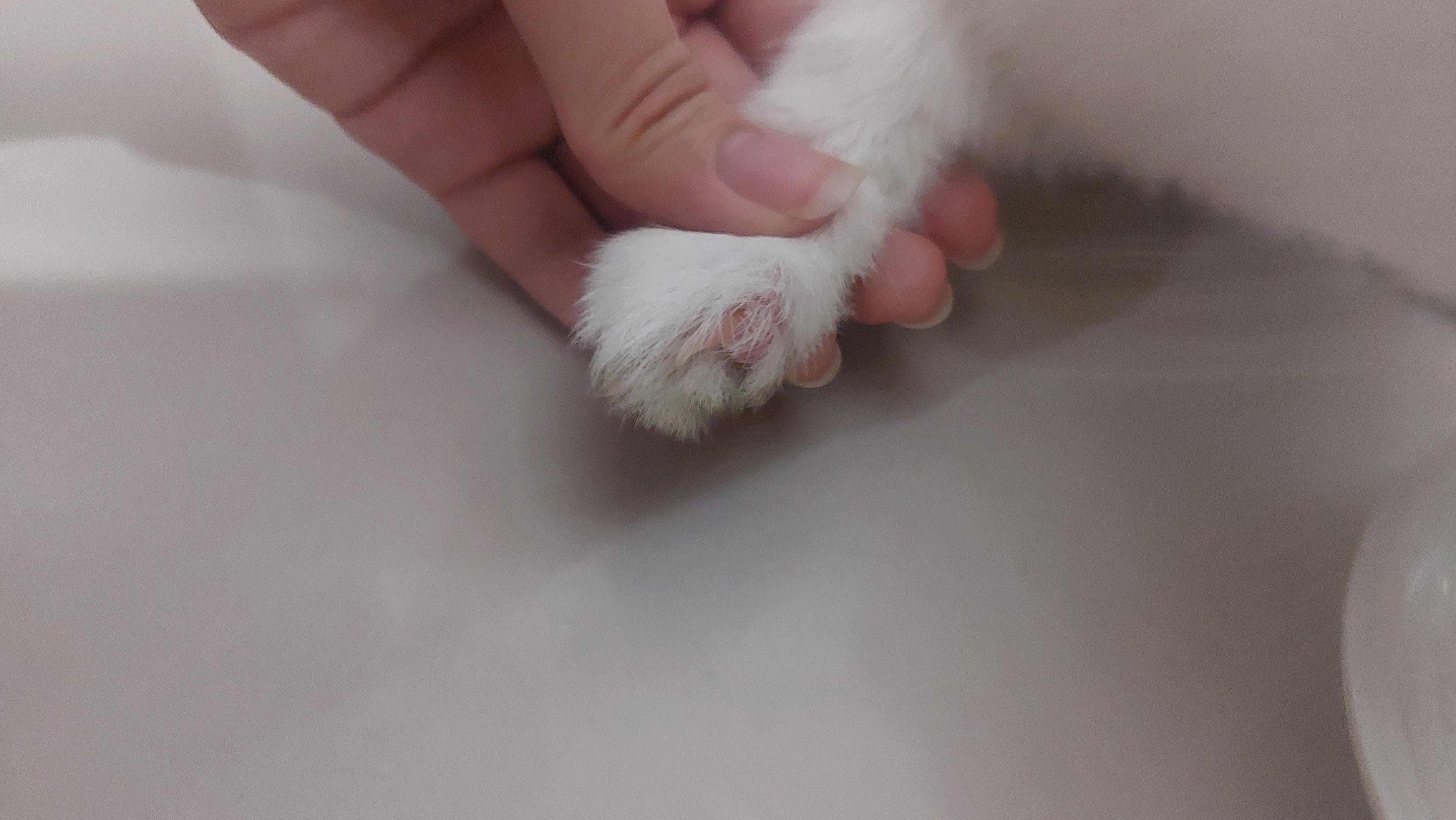 Help! what is this on her paw? | Scrolller