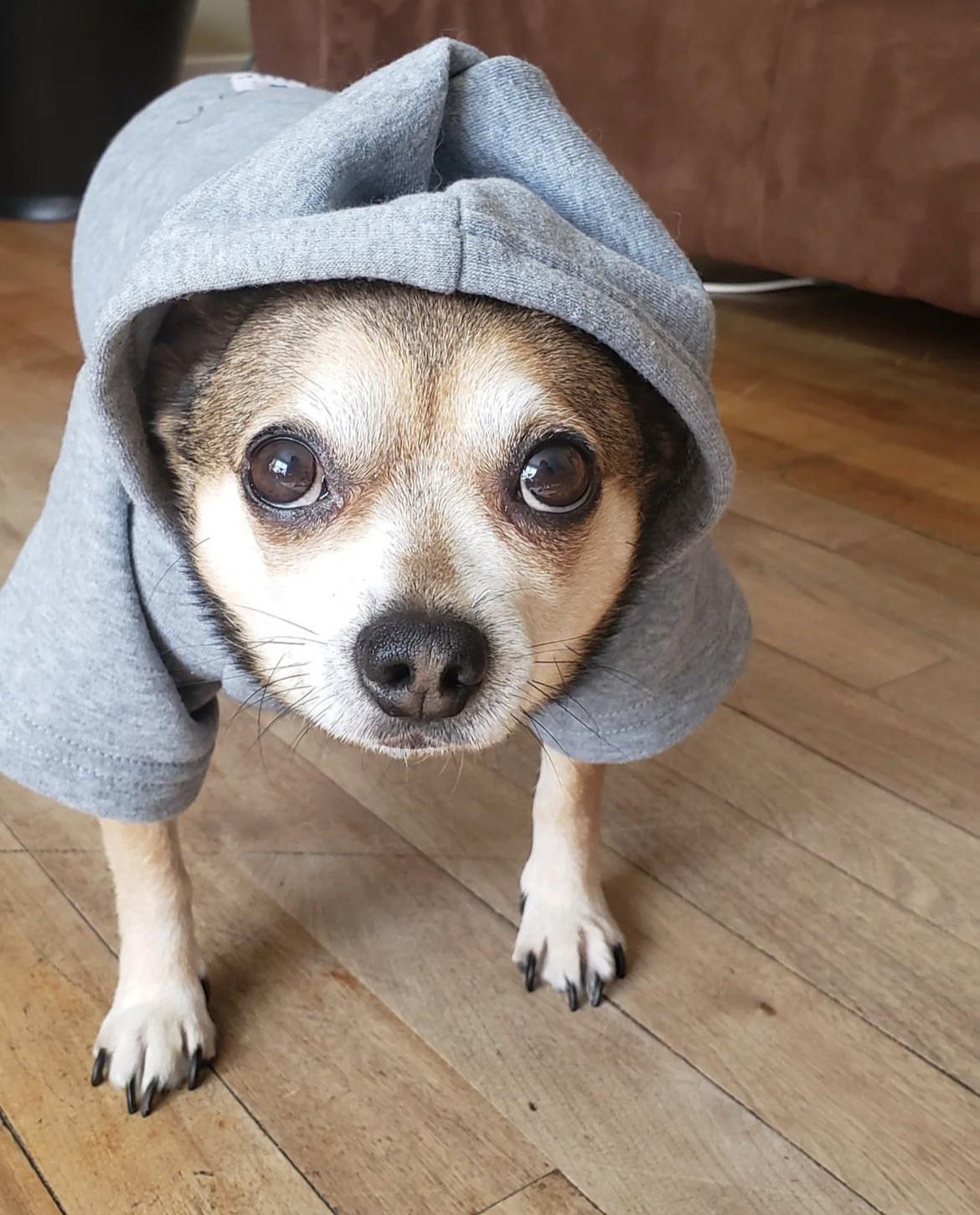 This is Milo… aka fattyboi aka mr worldwide | Scrolller