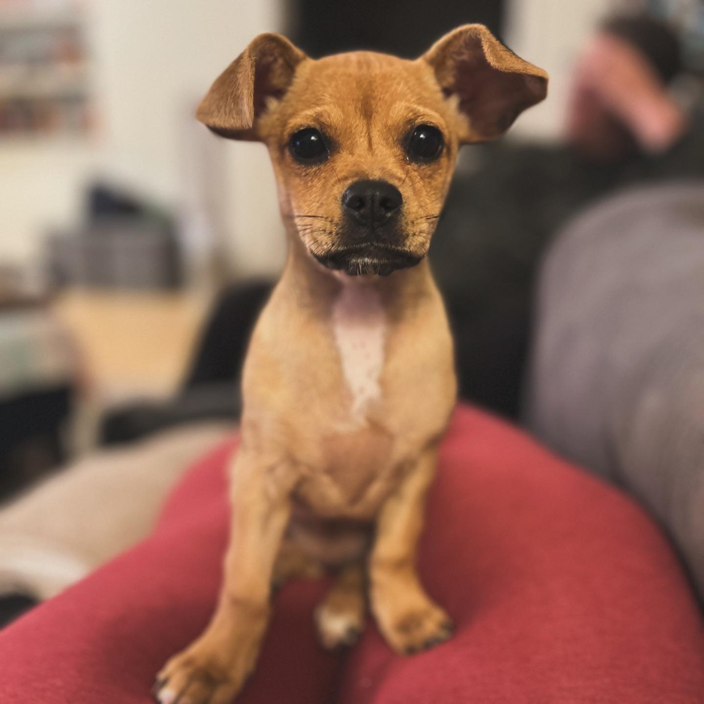 More photos of my emotional support piranha | Scrolller