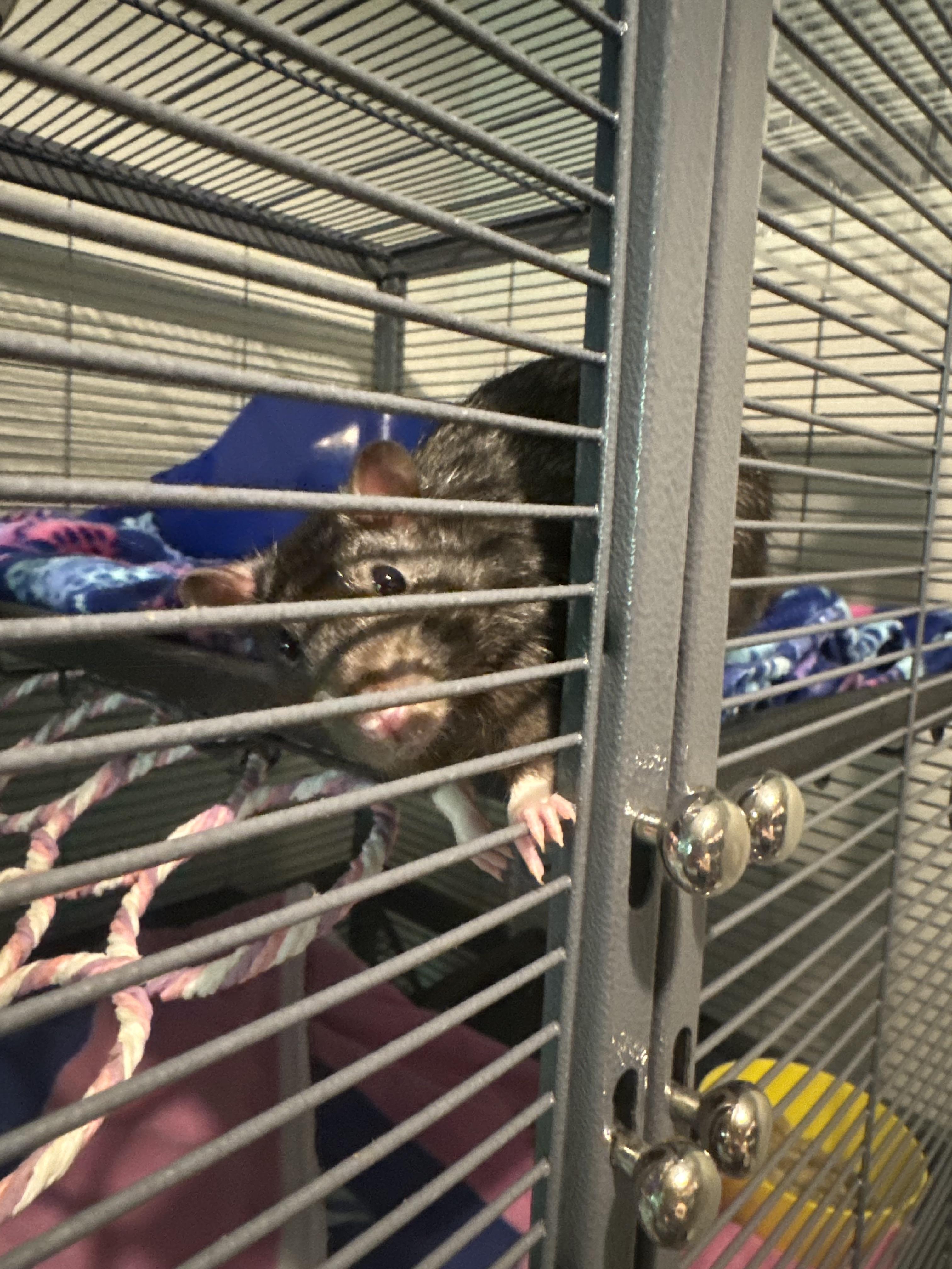 Hunch Update (final!) | Scrolller