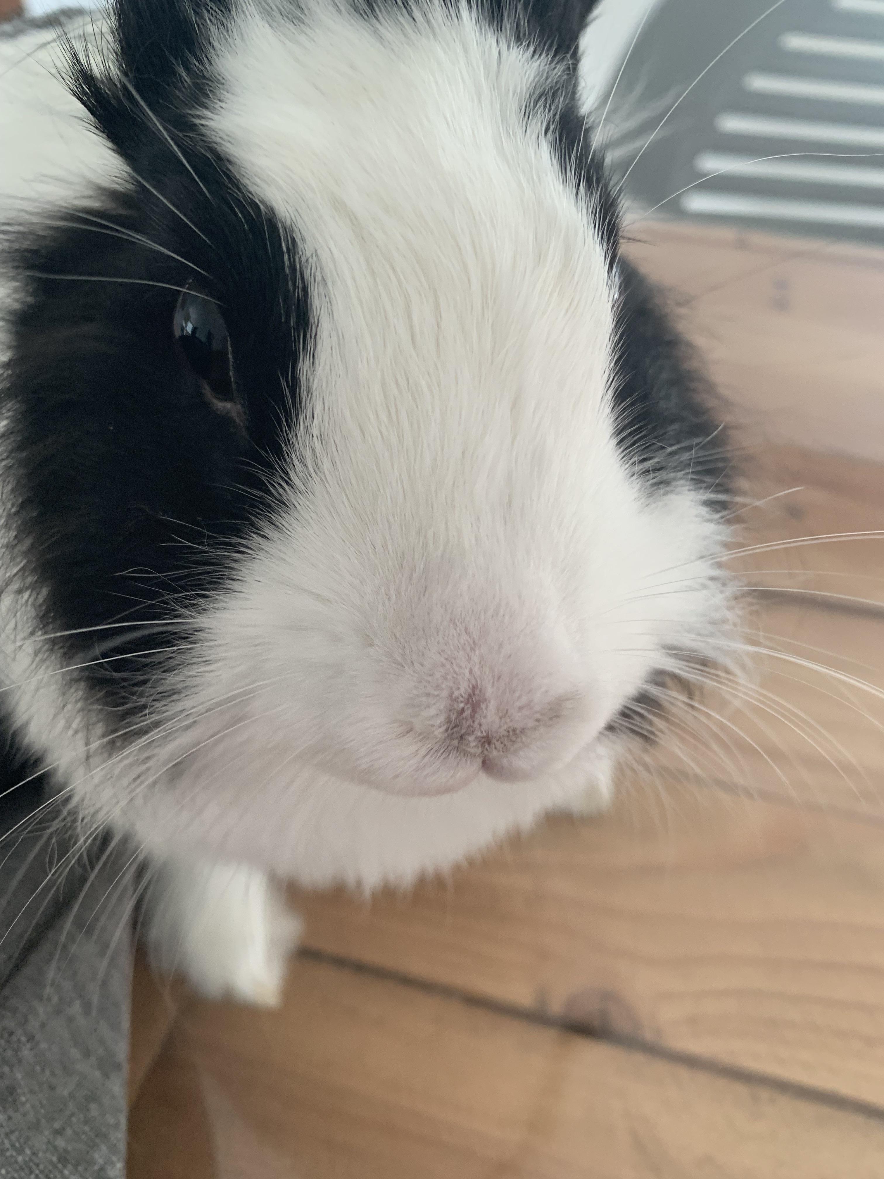 Questions abt my rabbit | Scrolller