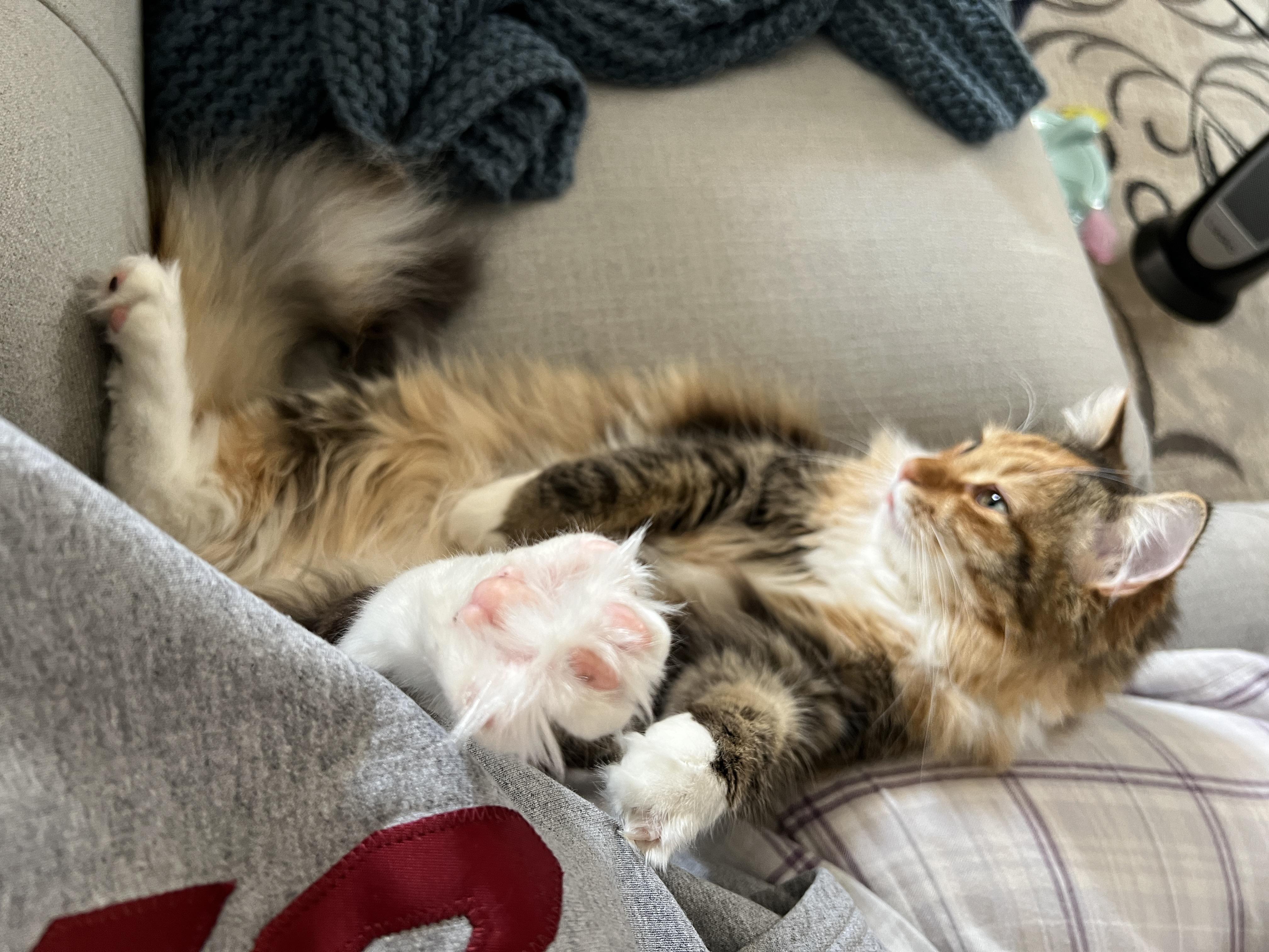 Toe Bean Glamour Shots (OC) | Scrolller