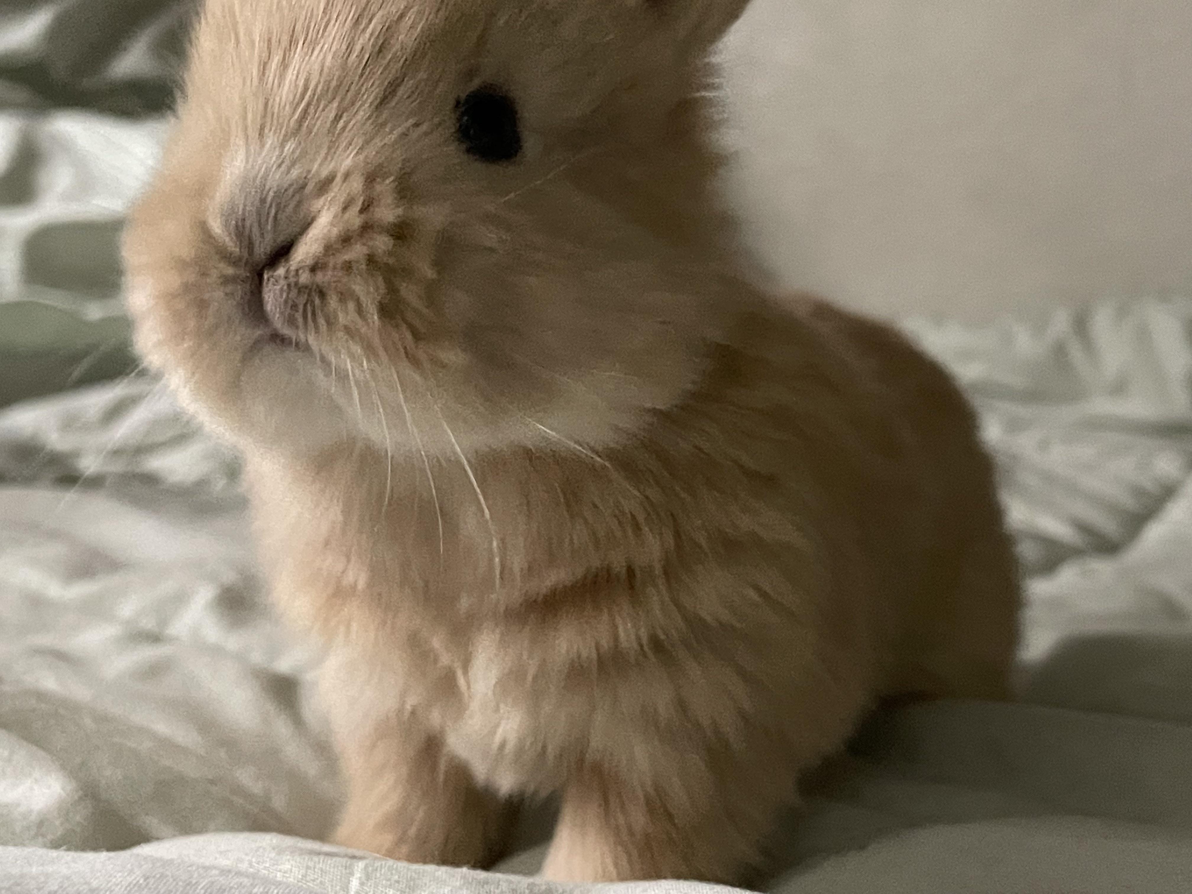 [oc] Poki! | Scrolller