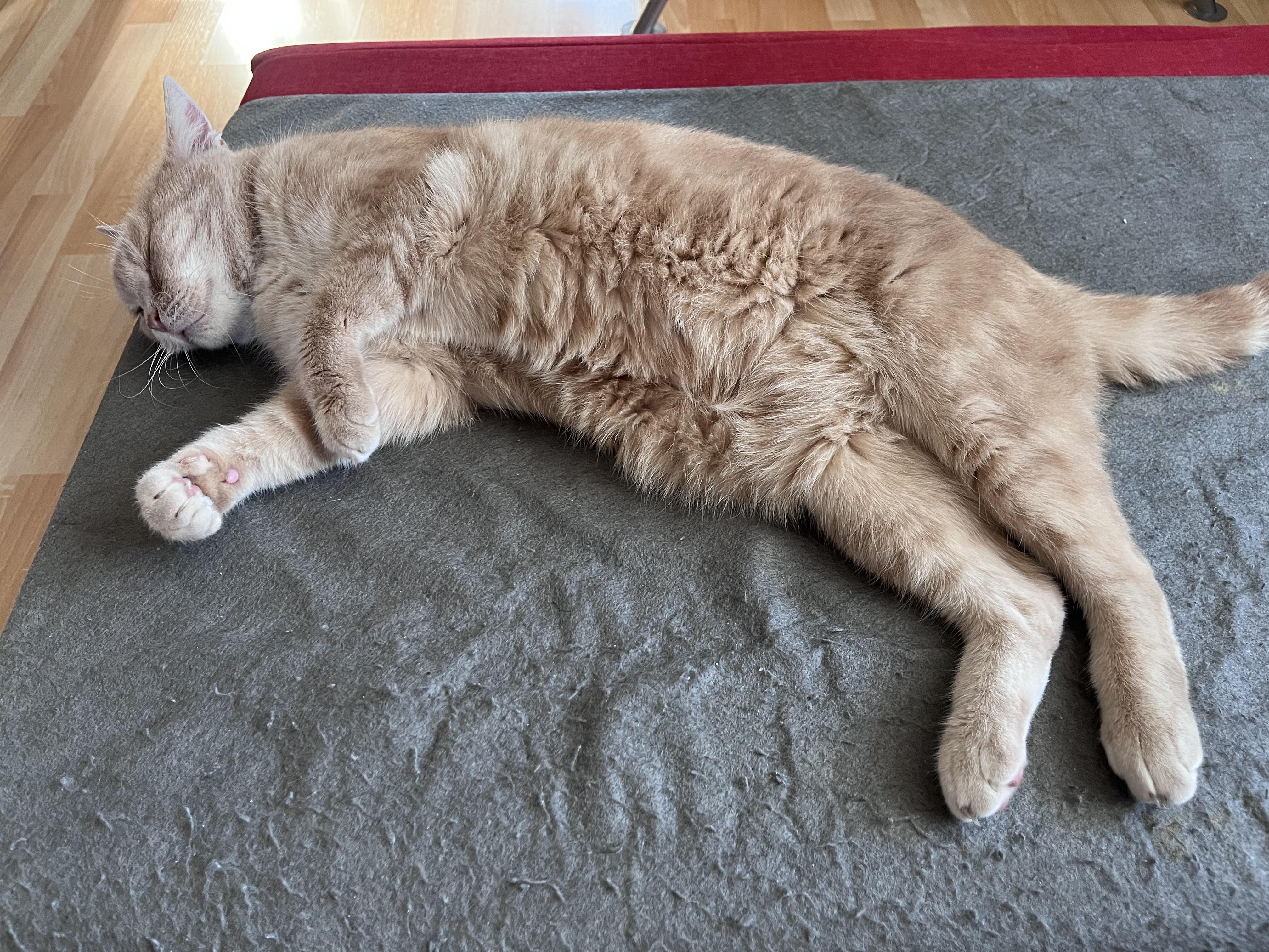 Fluffy floof | Scrolller