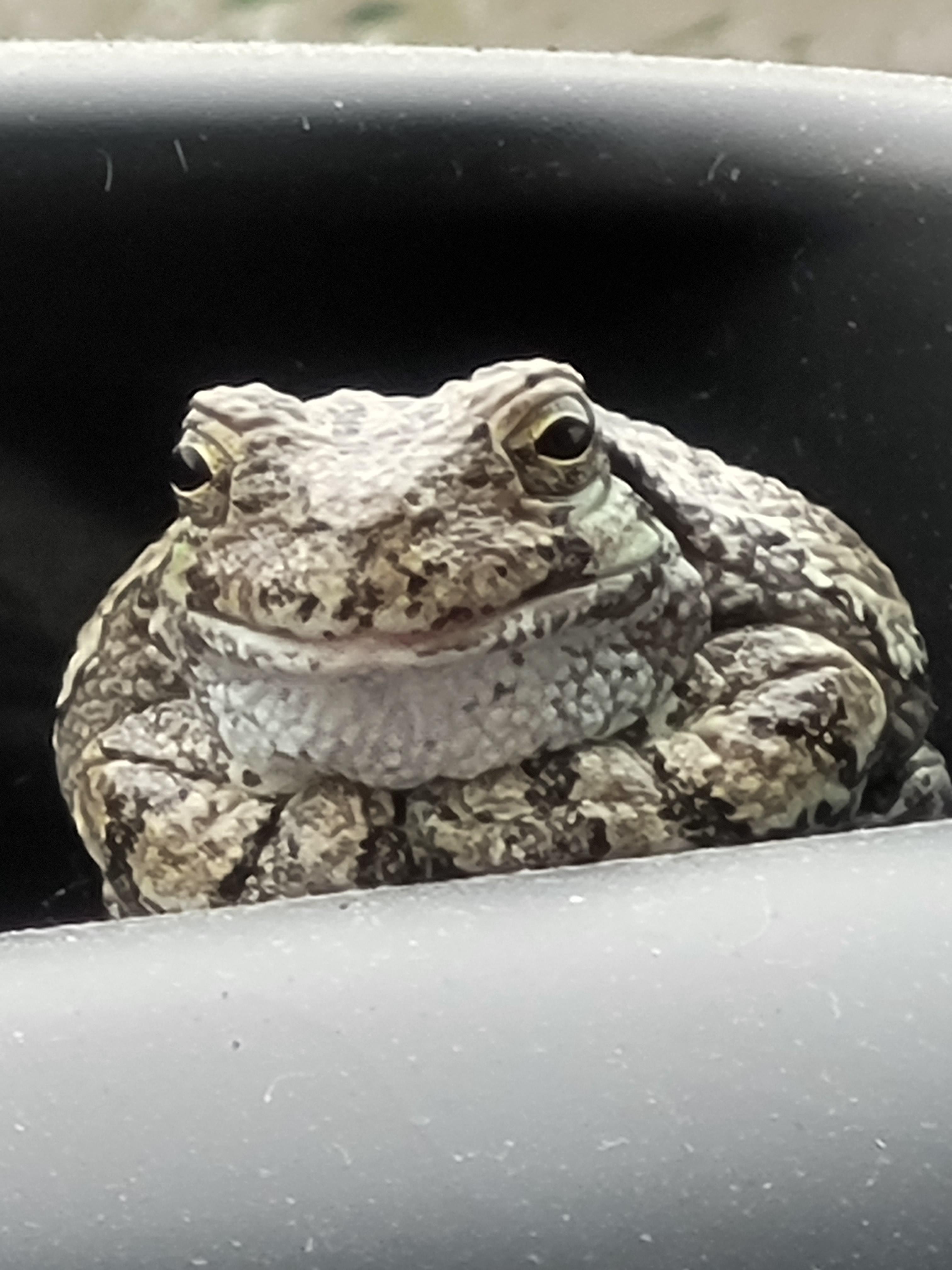 Discover more like Aww: (OC) Eating Mcdonald's sausage burritos with my pet frog and Related ...