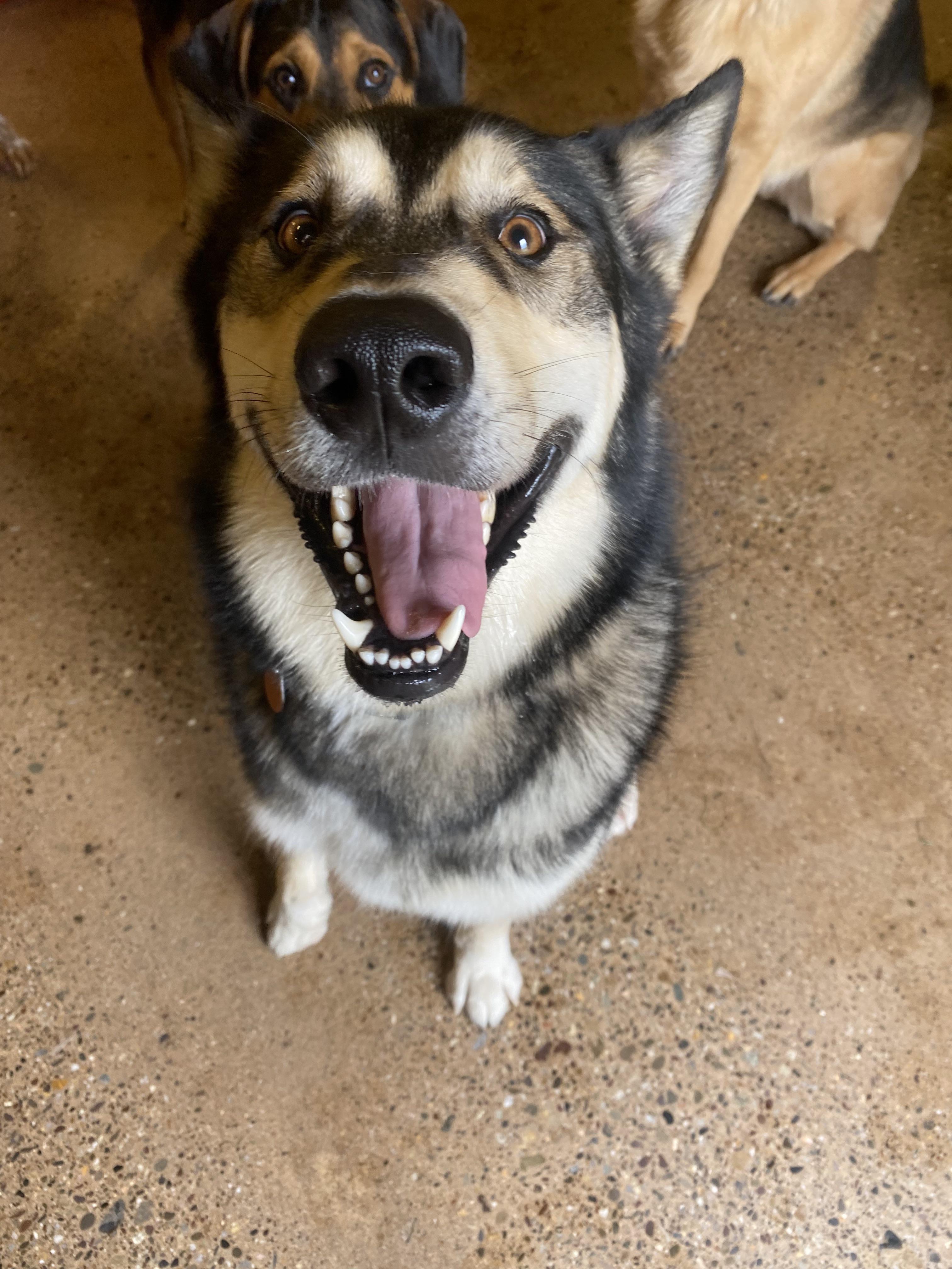 Meet Yeti the Alaskan Malamute! [OC] | Scrolller