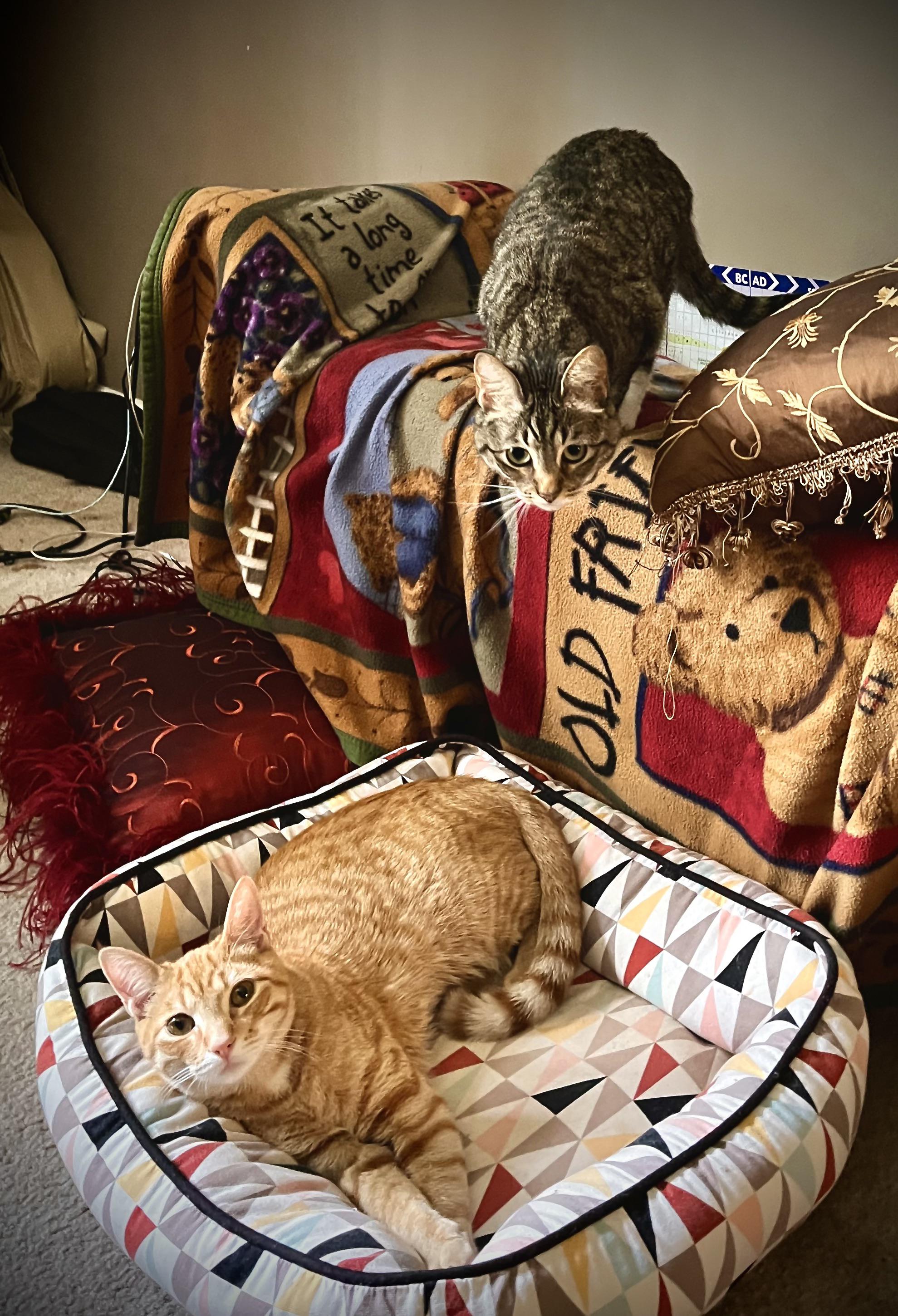 Here are Milo and Ebby, my cats | Scrolller