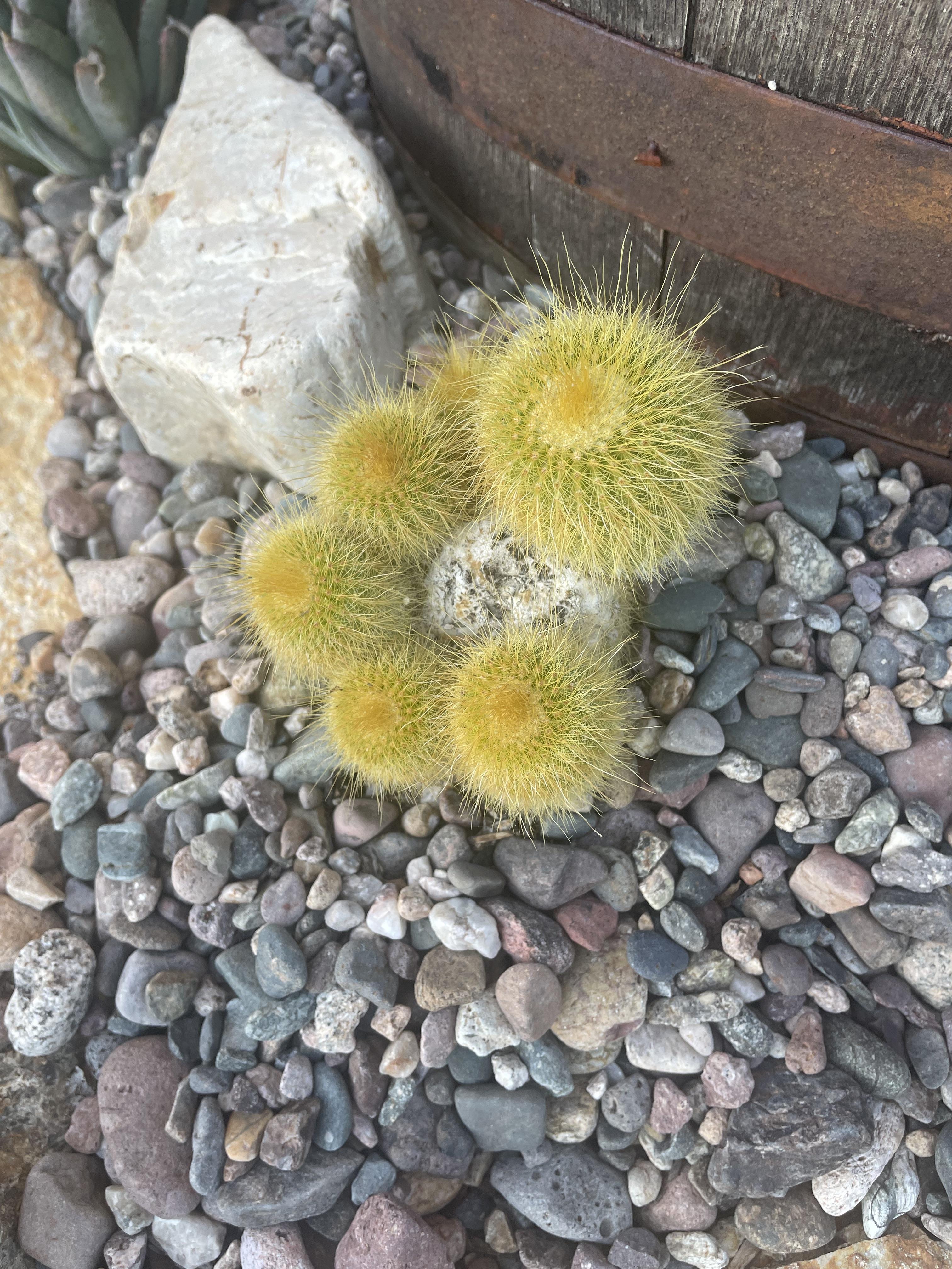Golden ball cactus | Scrolller