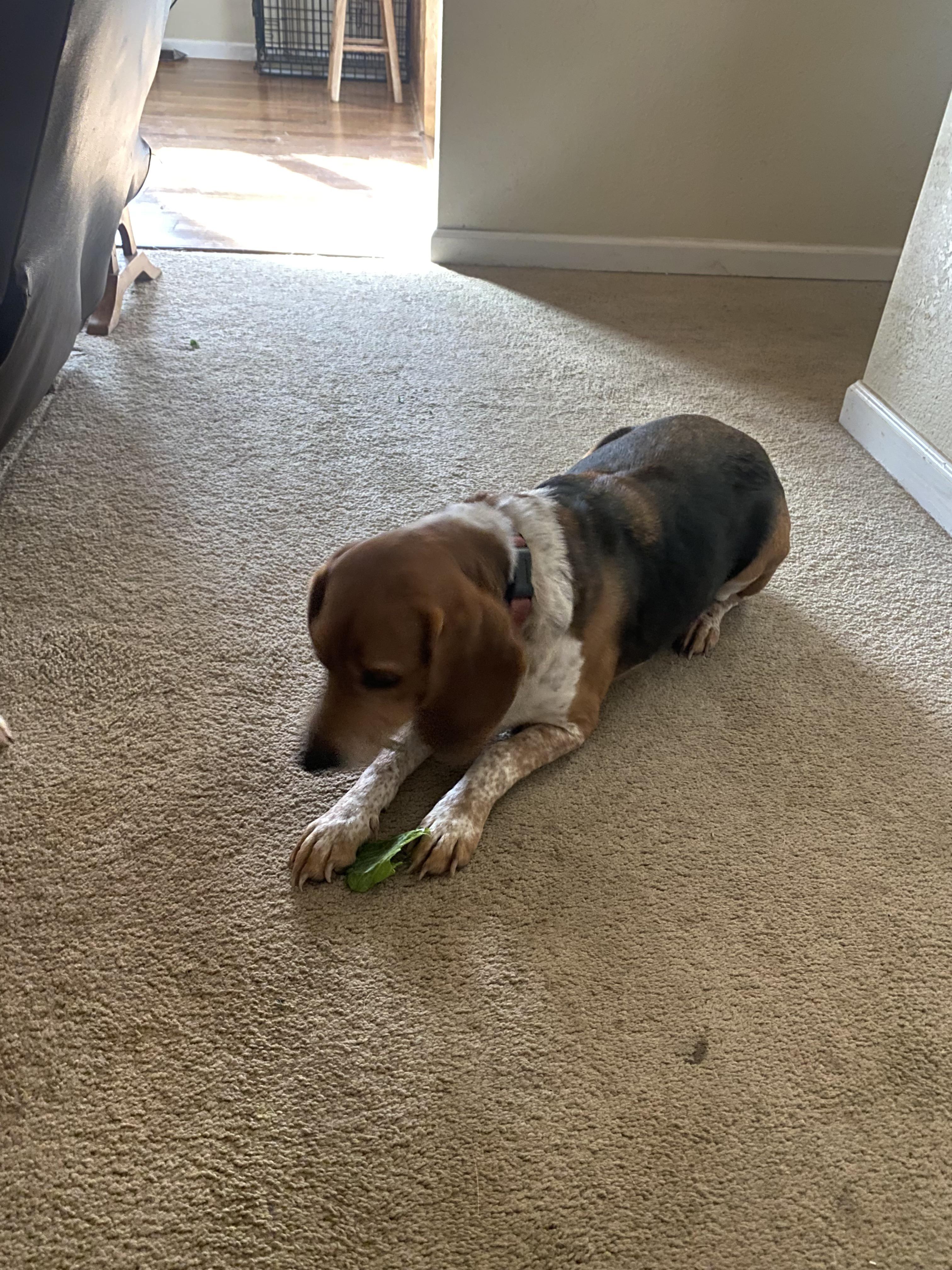 My beagles will eat cabbage apparently. | Scrolller