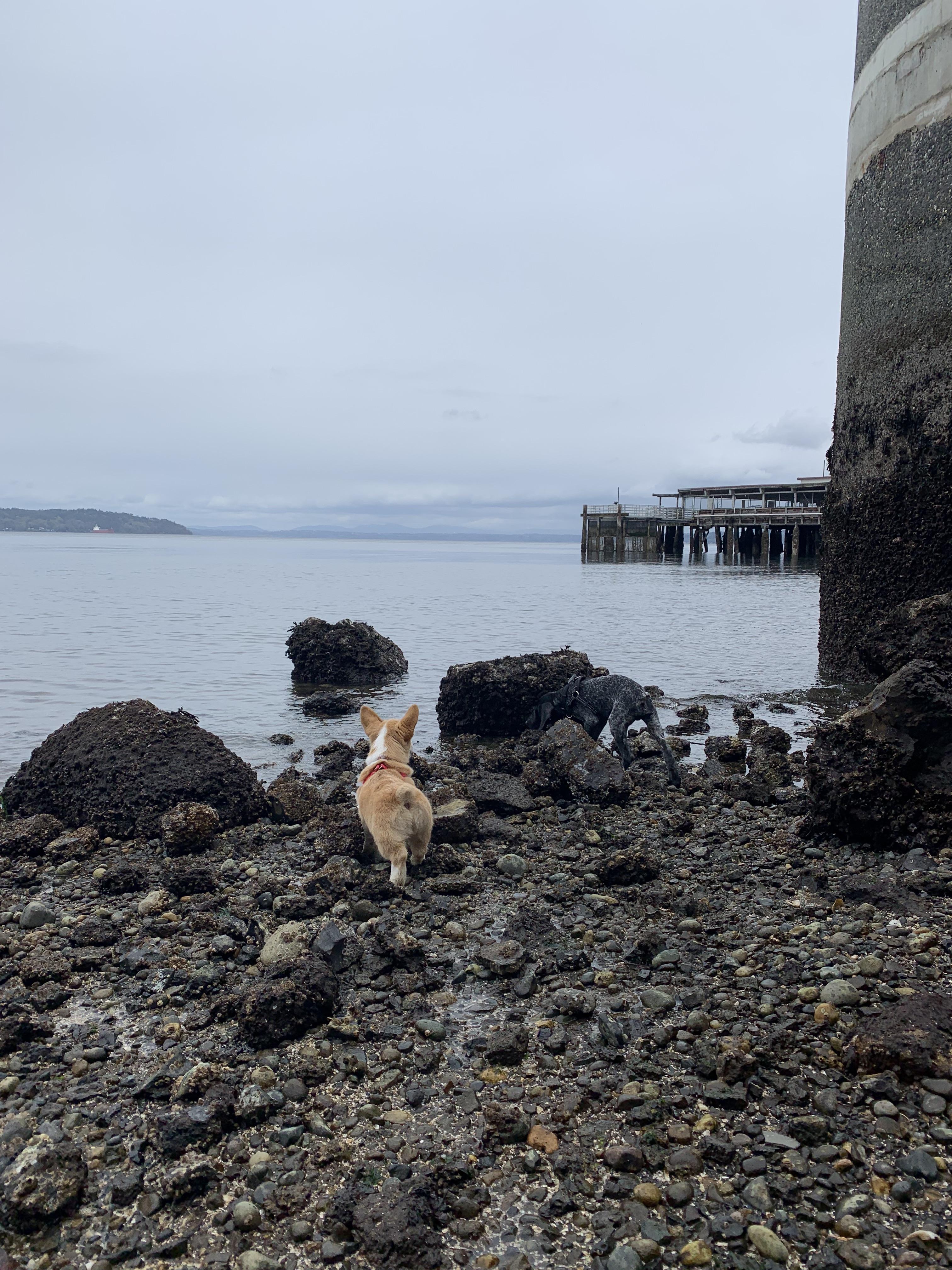 Lil explorer pup | Scrolller