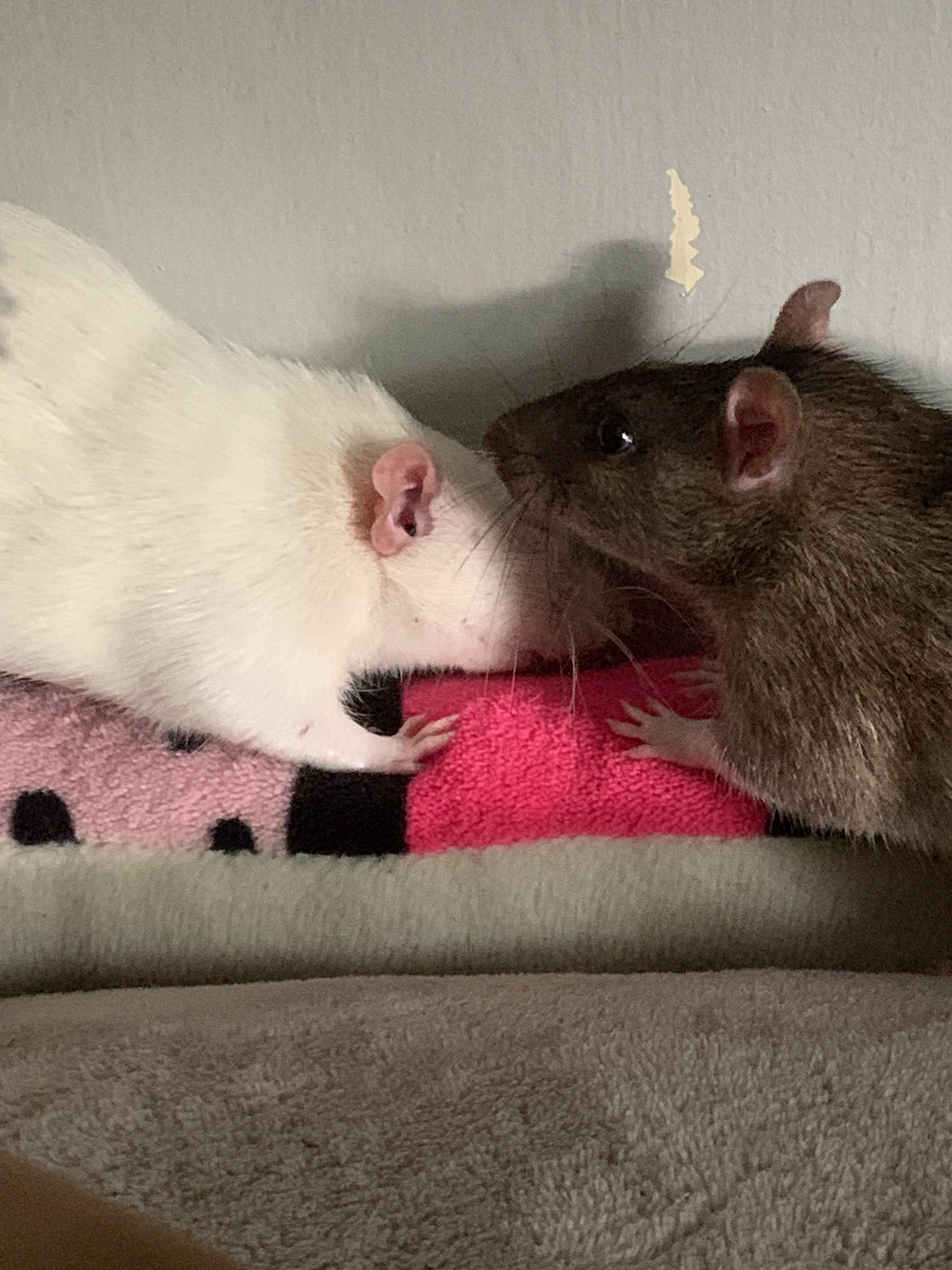 Introducing male rats? | Scrolller