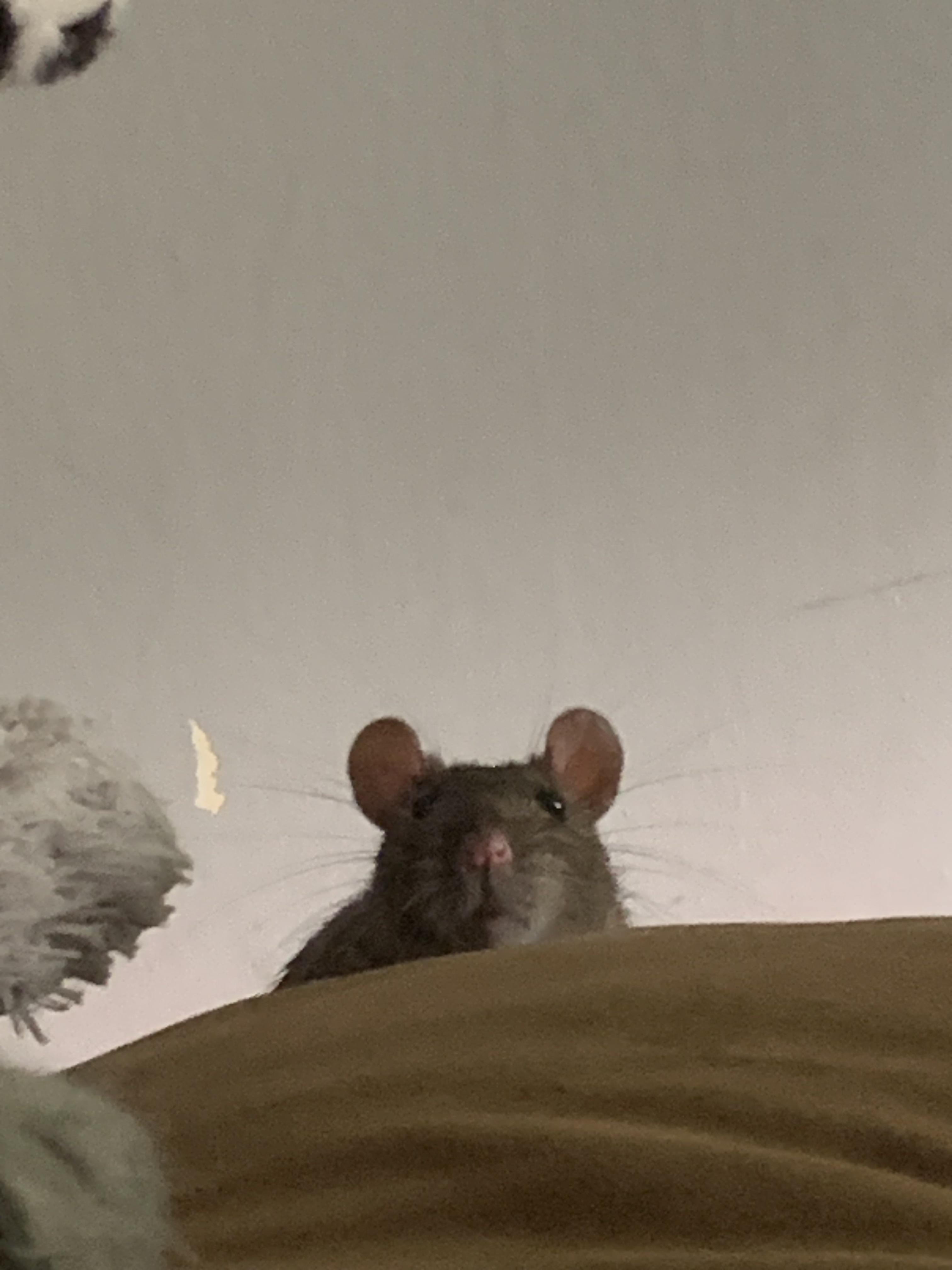 Introducing male rats? | Scrolller