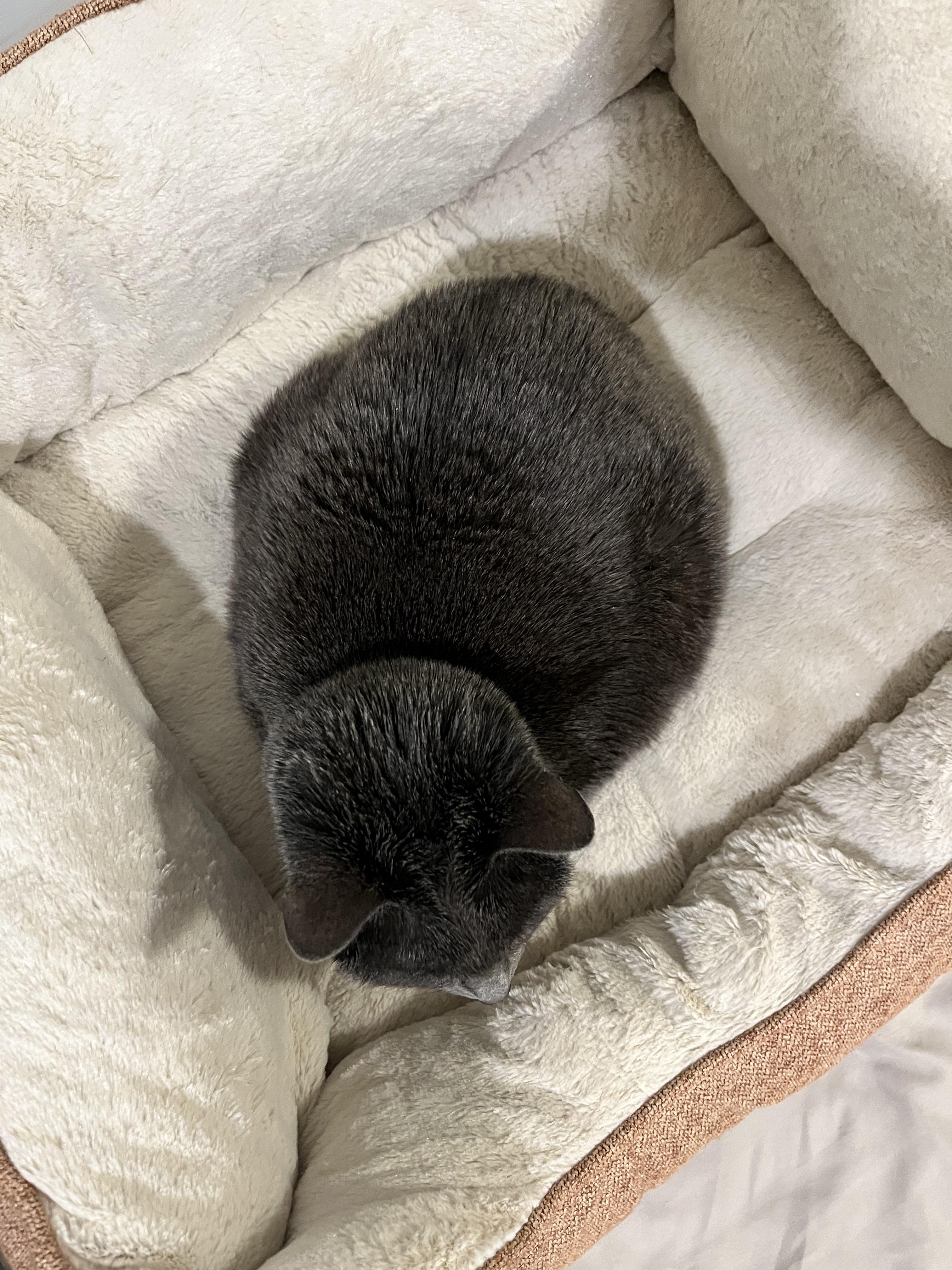 Mini loaf | Scrolller