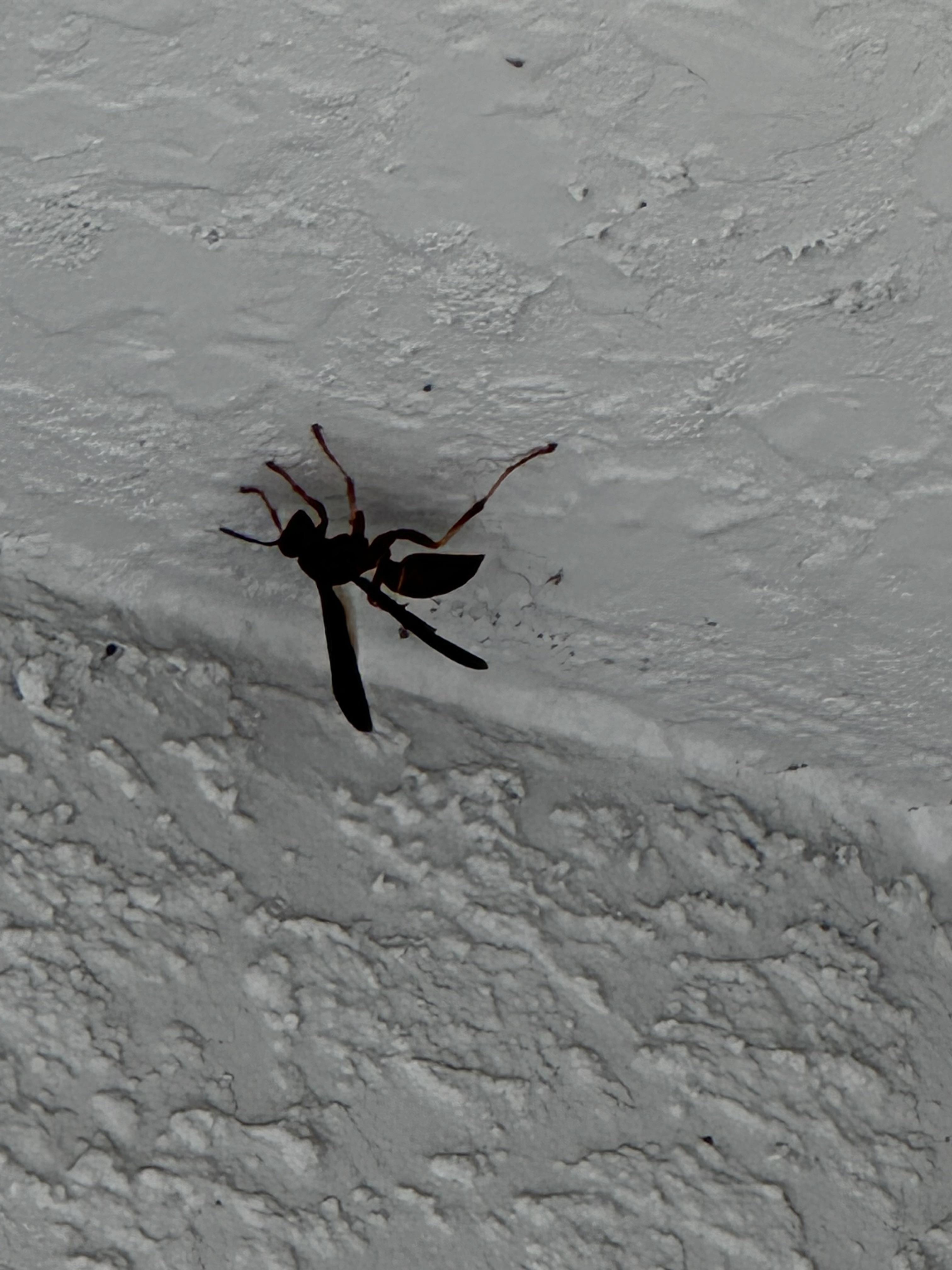 Huge wasp? | Scrolller