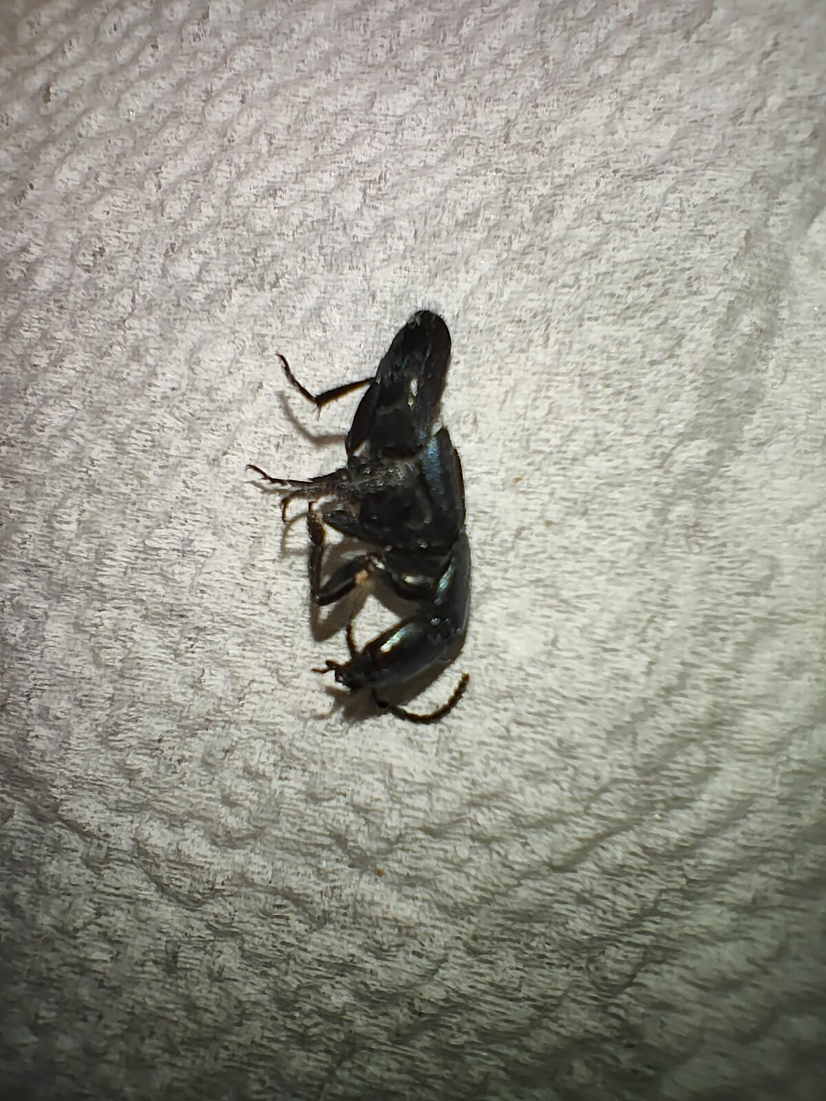 Help identifying insect | Scrolller