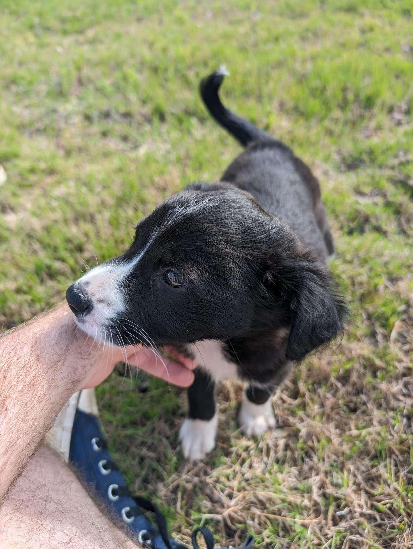 My new puppy, Ember | Scrolller