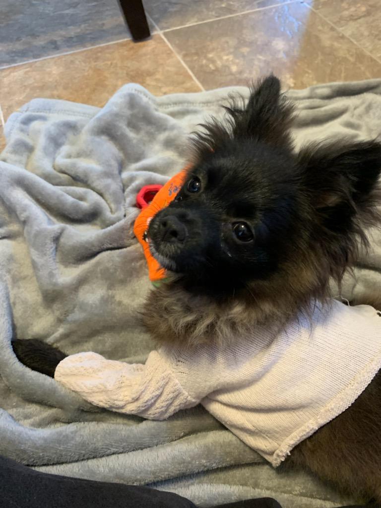 Copilot when he was a puppy | Scrolller