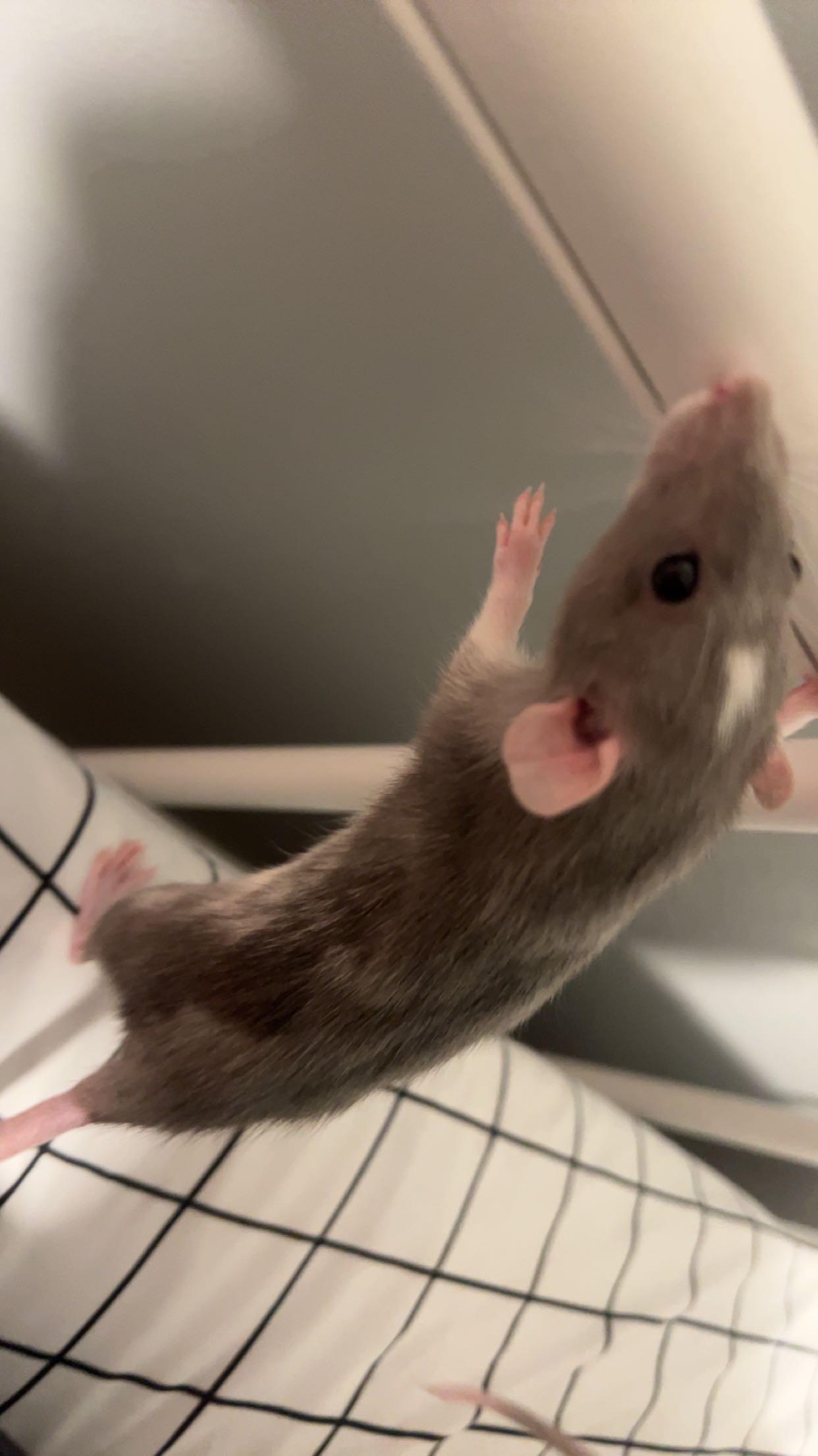 My rat is changing colors! | Scrolller